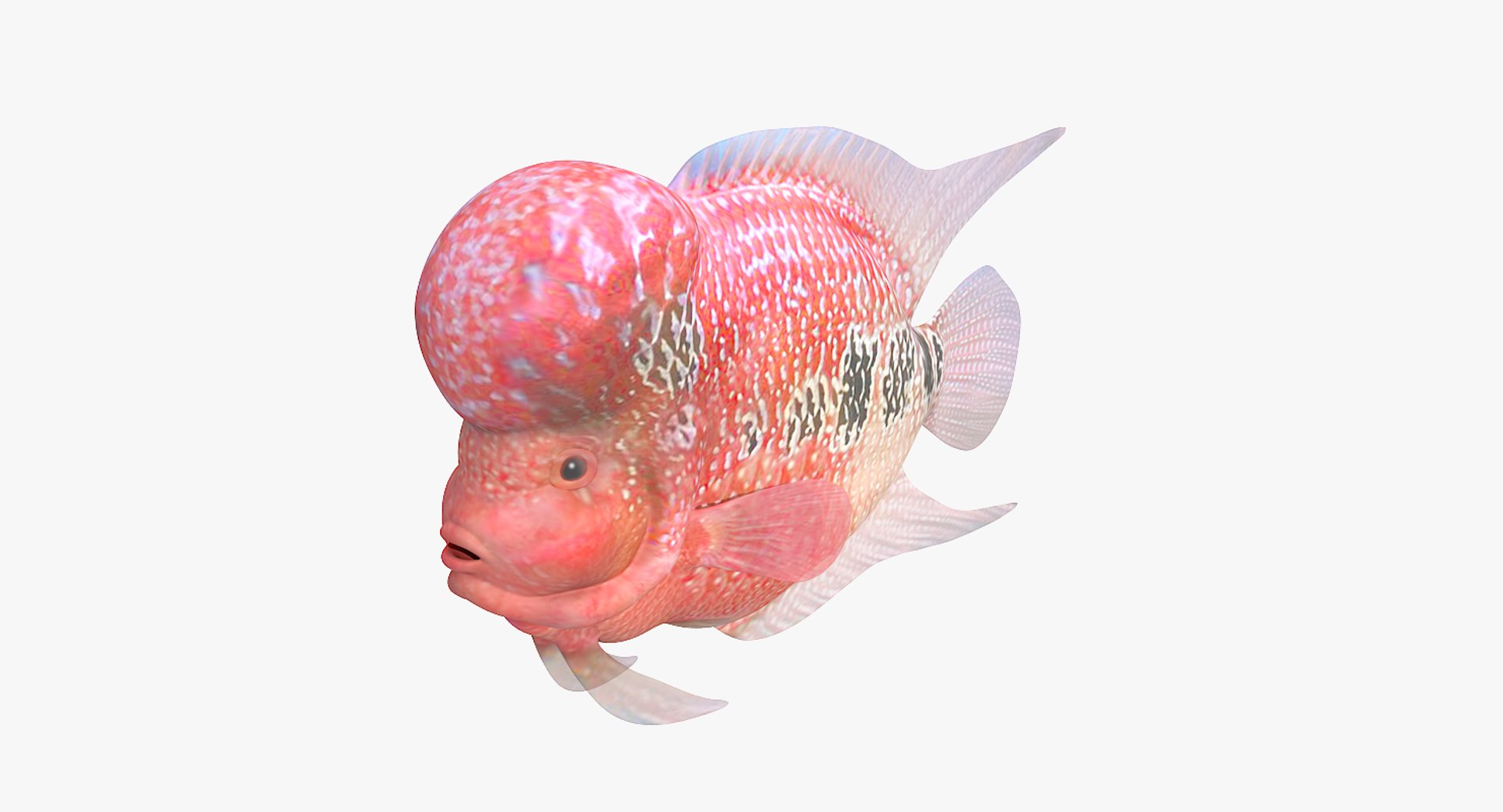 Flowerhorn Model - TurboSquid 1276786