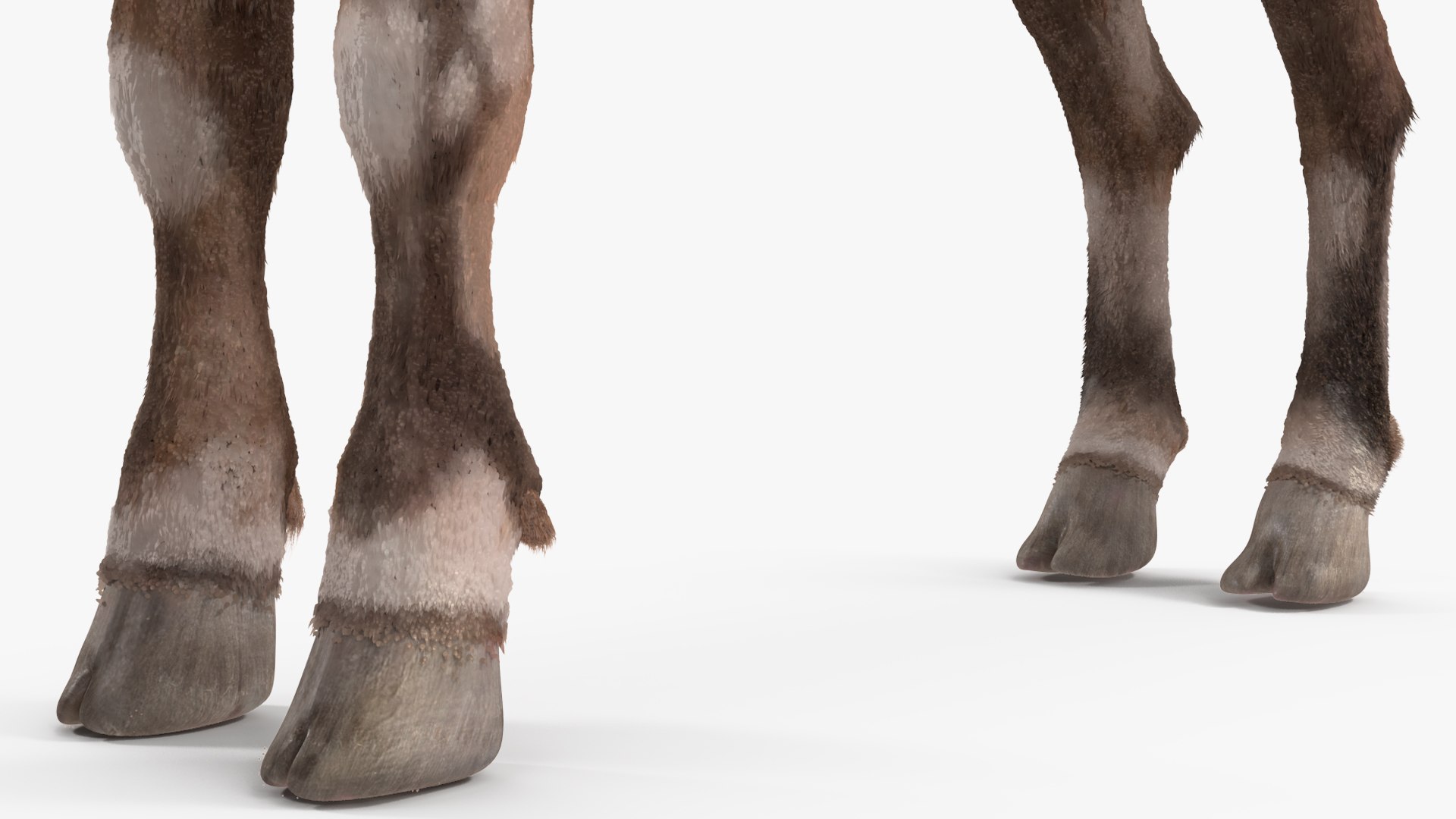 3D Alpine Ibex Fur Model - TurboSquid 2220176