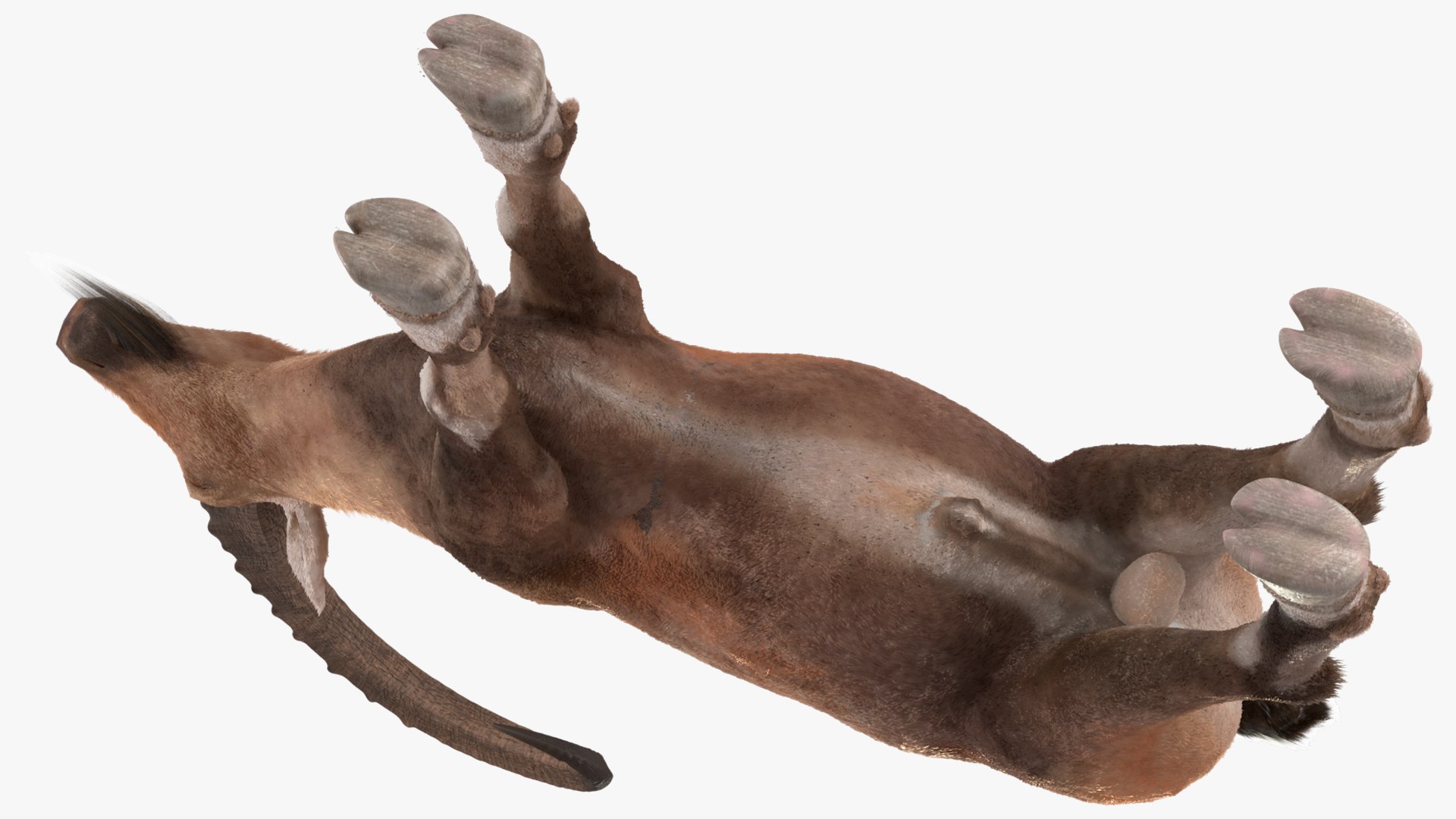 3D Alpine Ibex Fur Model - TurboSquid 2220176