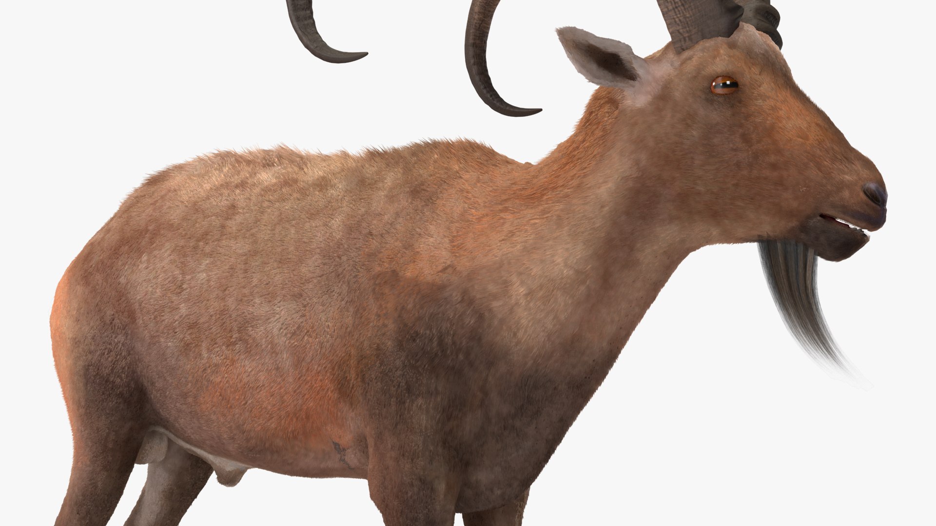 3D Alpine Ibex Fur Model - TurboSquid 2220176