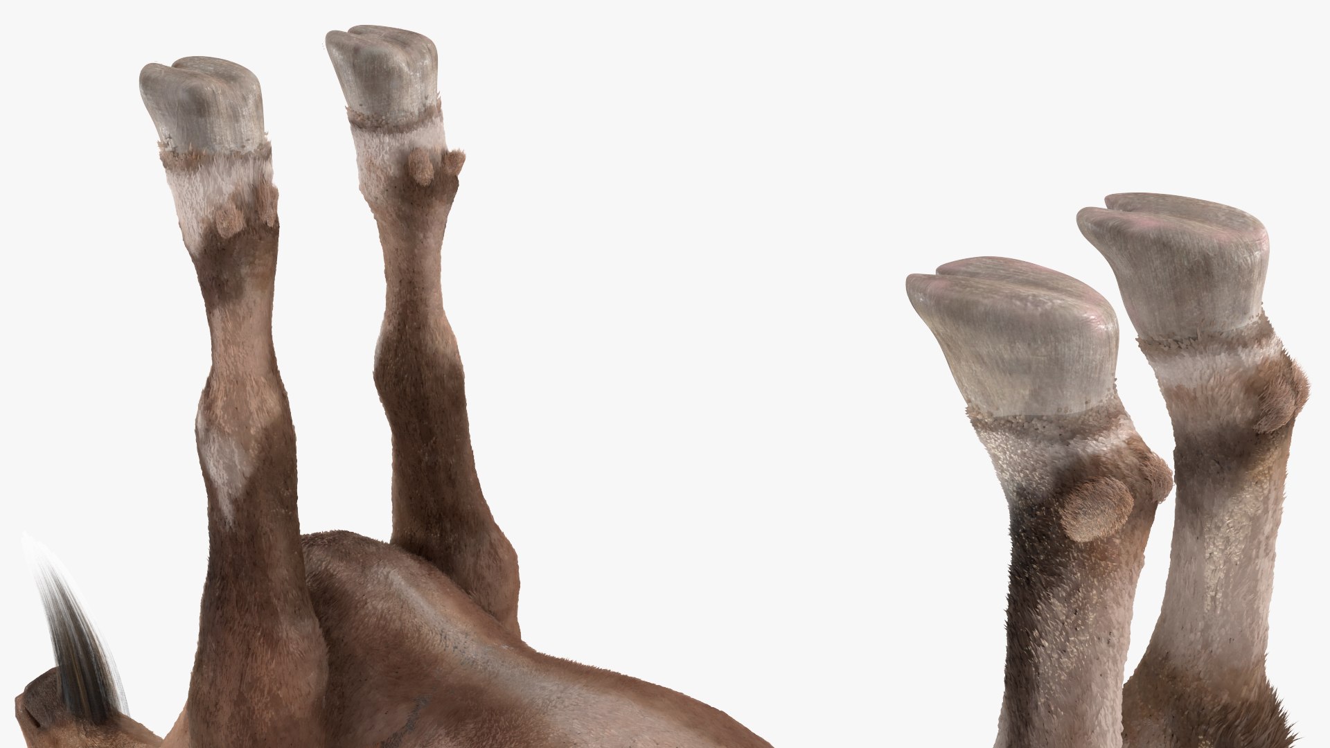 3D Alpine Ibex Fur Model - TurboSquid 2220176