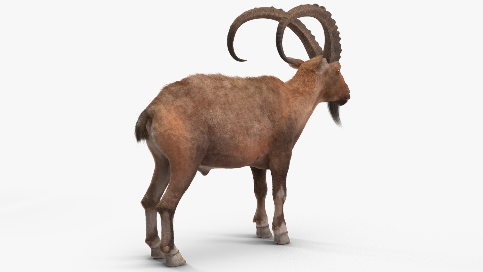 3D Alpine Ibex Fur Model - TurboSquid 2220176