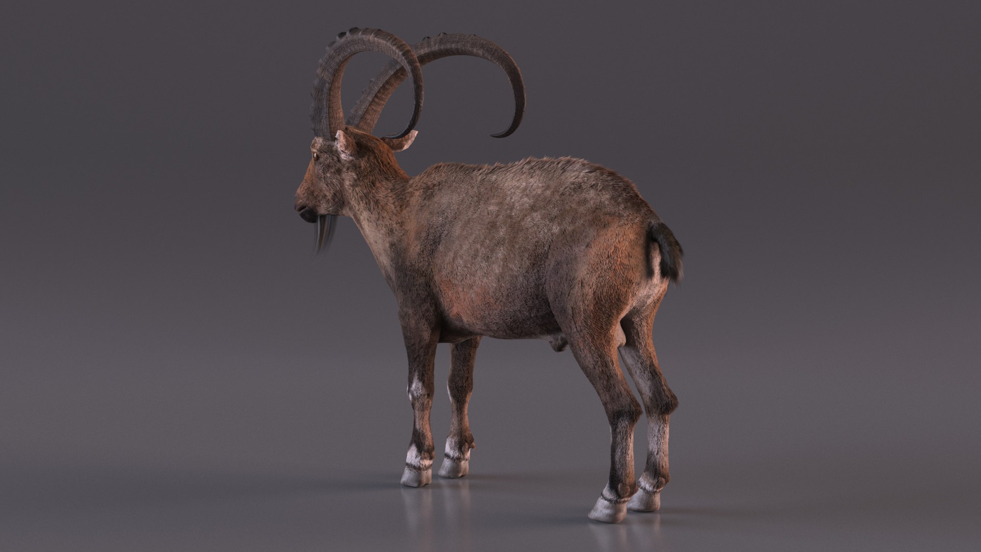 3D Alpine Ibex Fur Model - TurboSquid 2220176