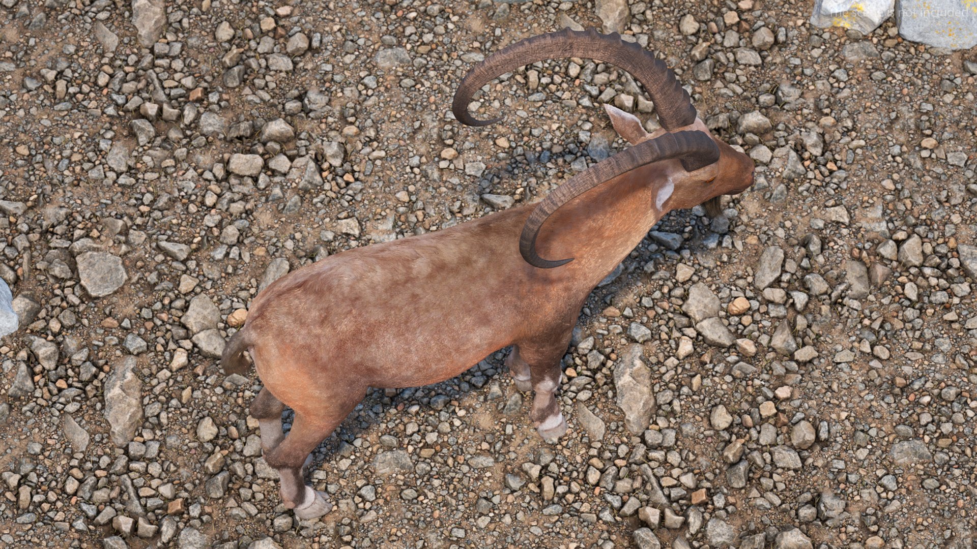 3D Alpine Ibex Fur Model - TurboSquid 2220176