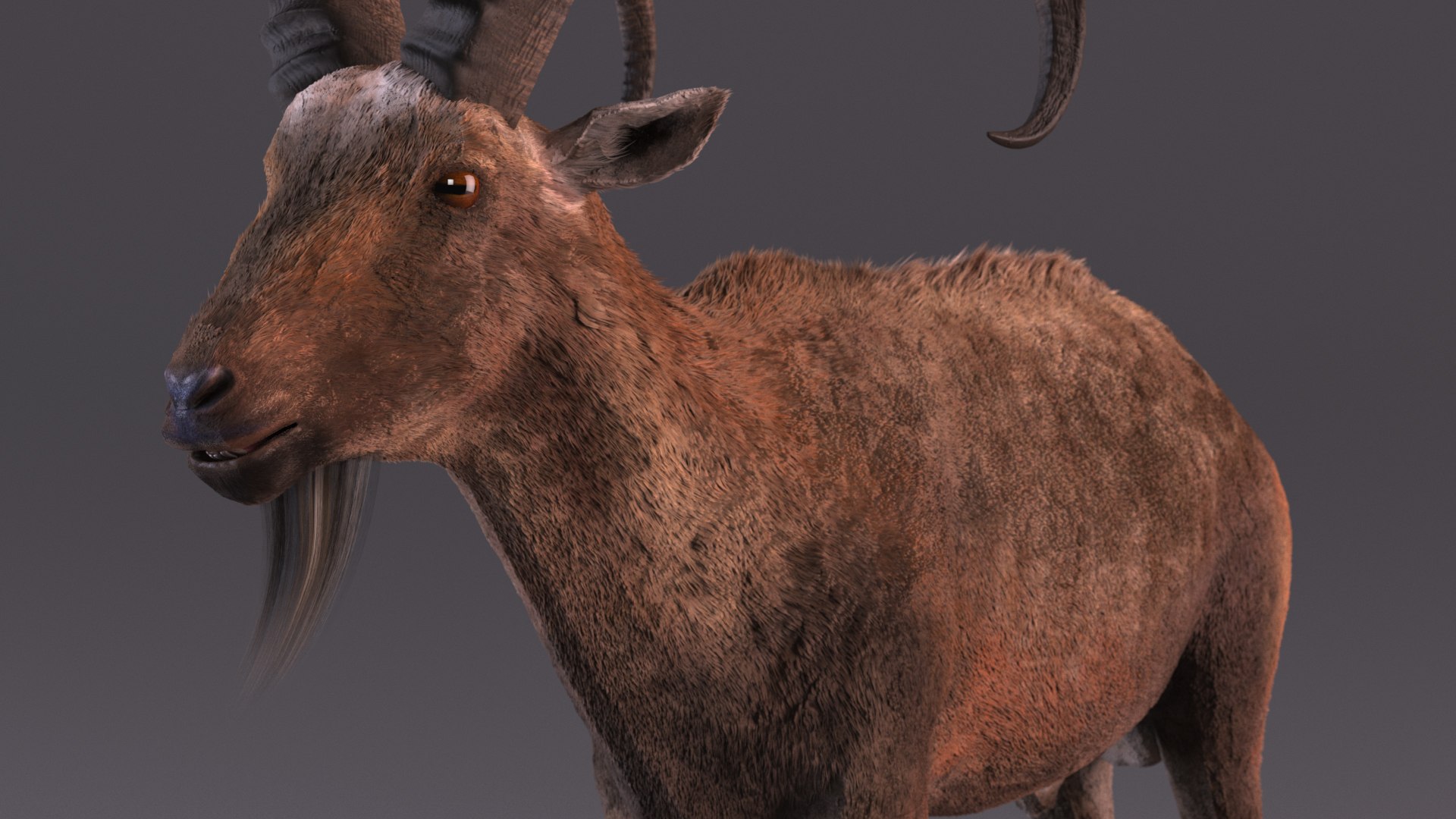 3D Alpine Ibex Fur Model - TurboSquid 2220176