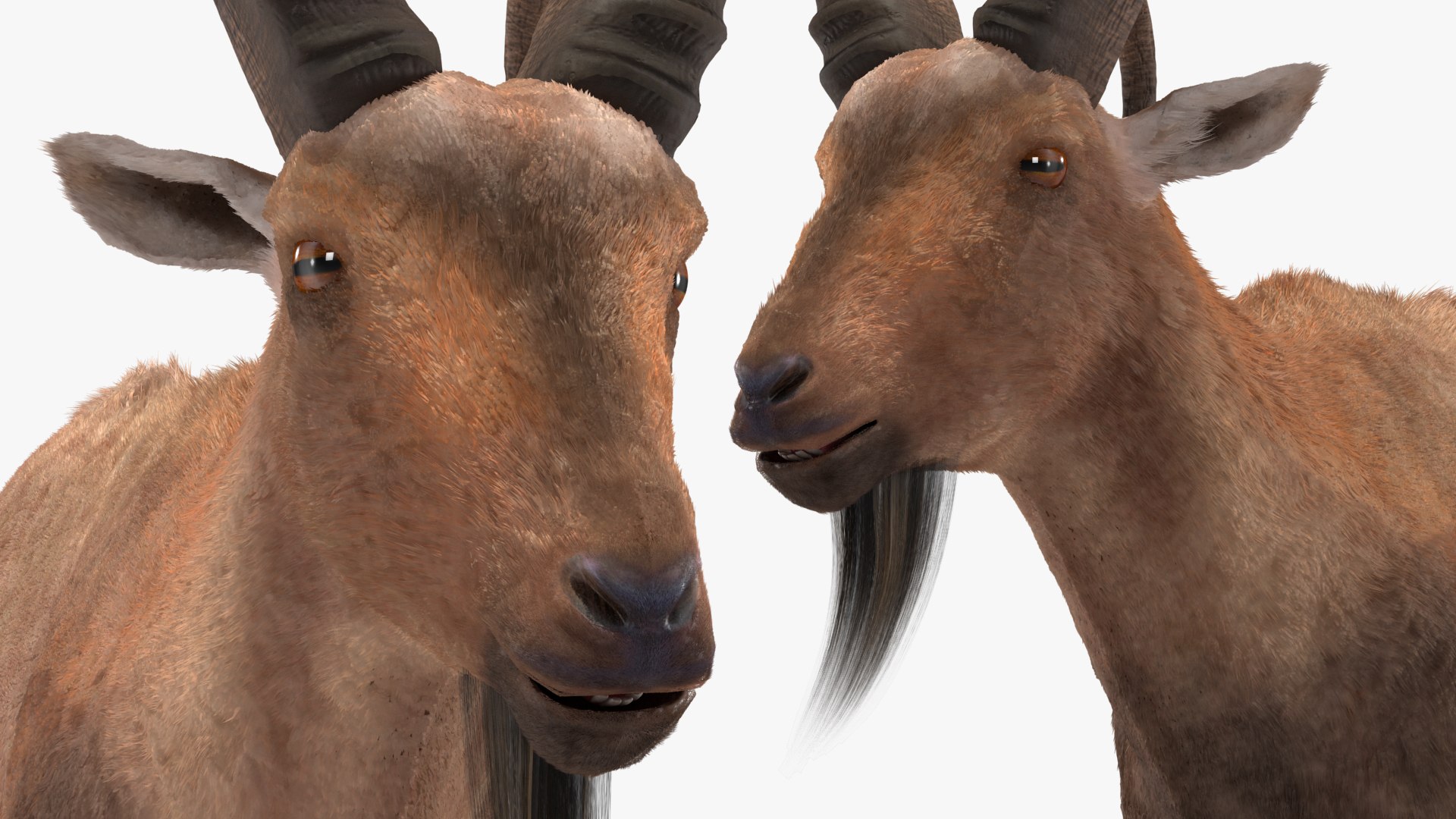 3D Alpine Ibex Fur Model - TurboSquid 2220176