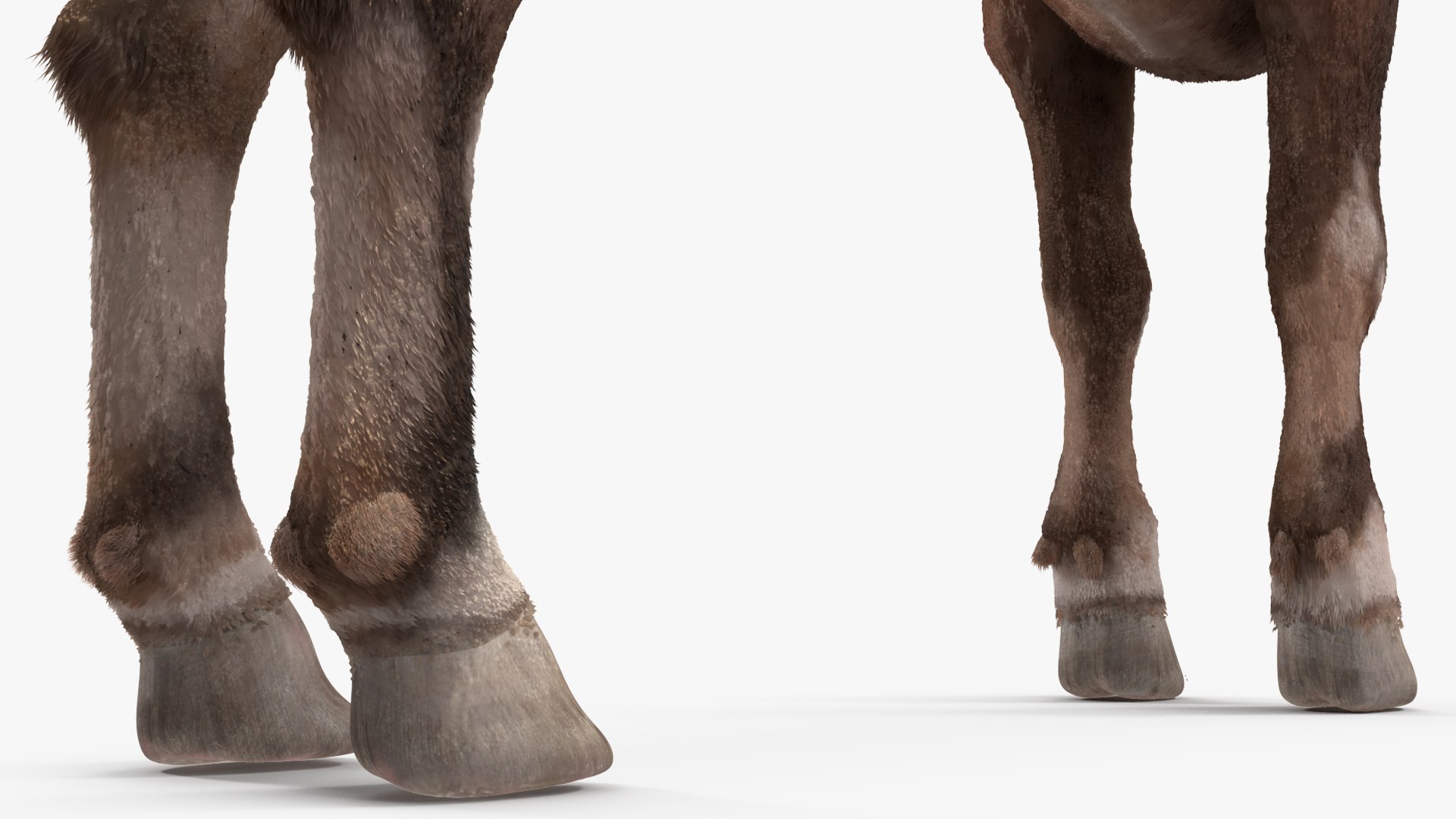 3D Alpine Ibex Fur Model - TurboSquid 2220176