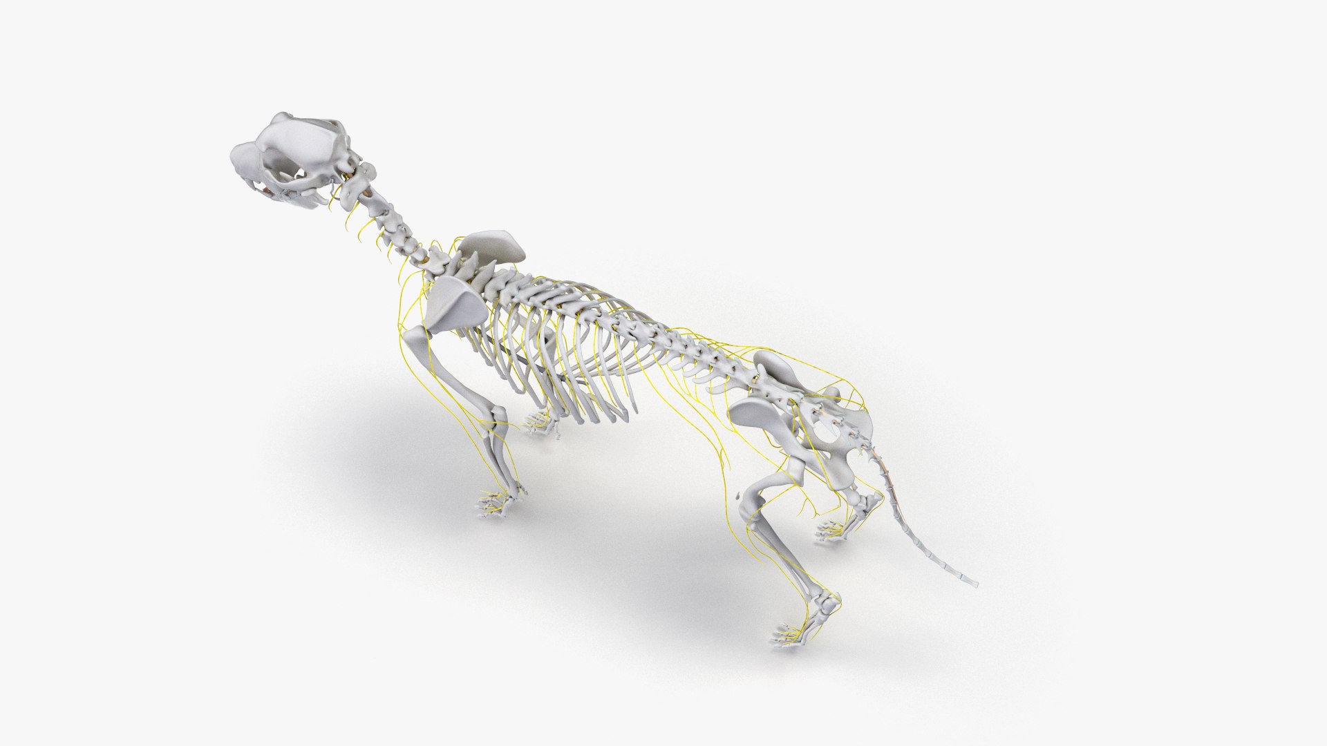Skin skeleton nerves model - TurboSquid 1449558