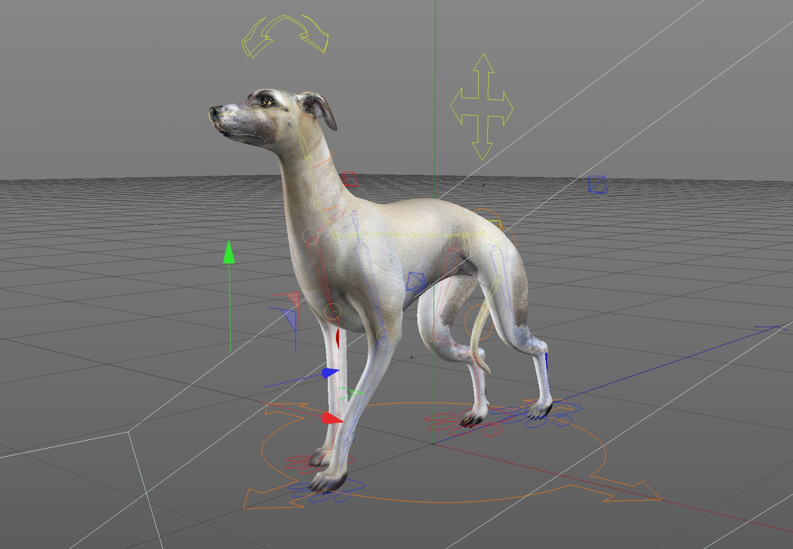 3D Rigged Whippet Dog - TurboSquid 1392235