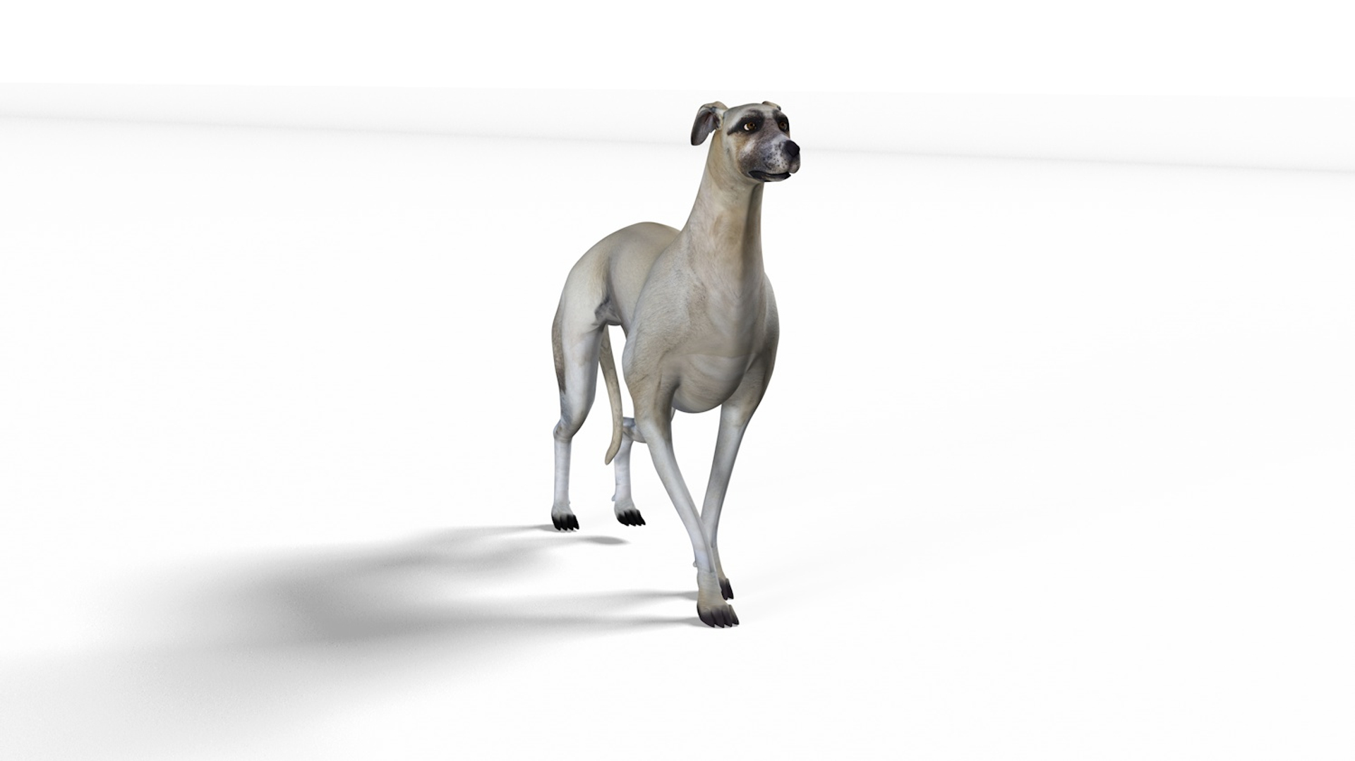 3D Rigged Whippet Dog - TurboSquid 1392235