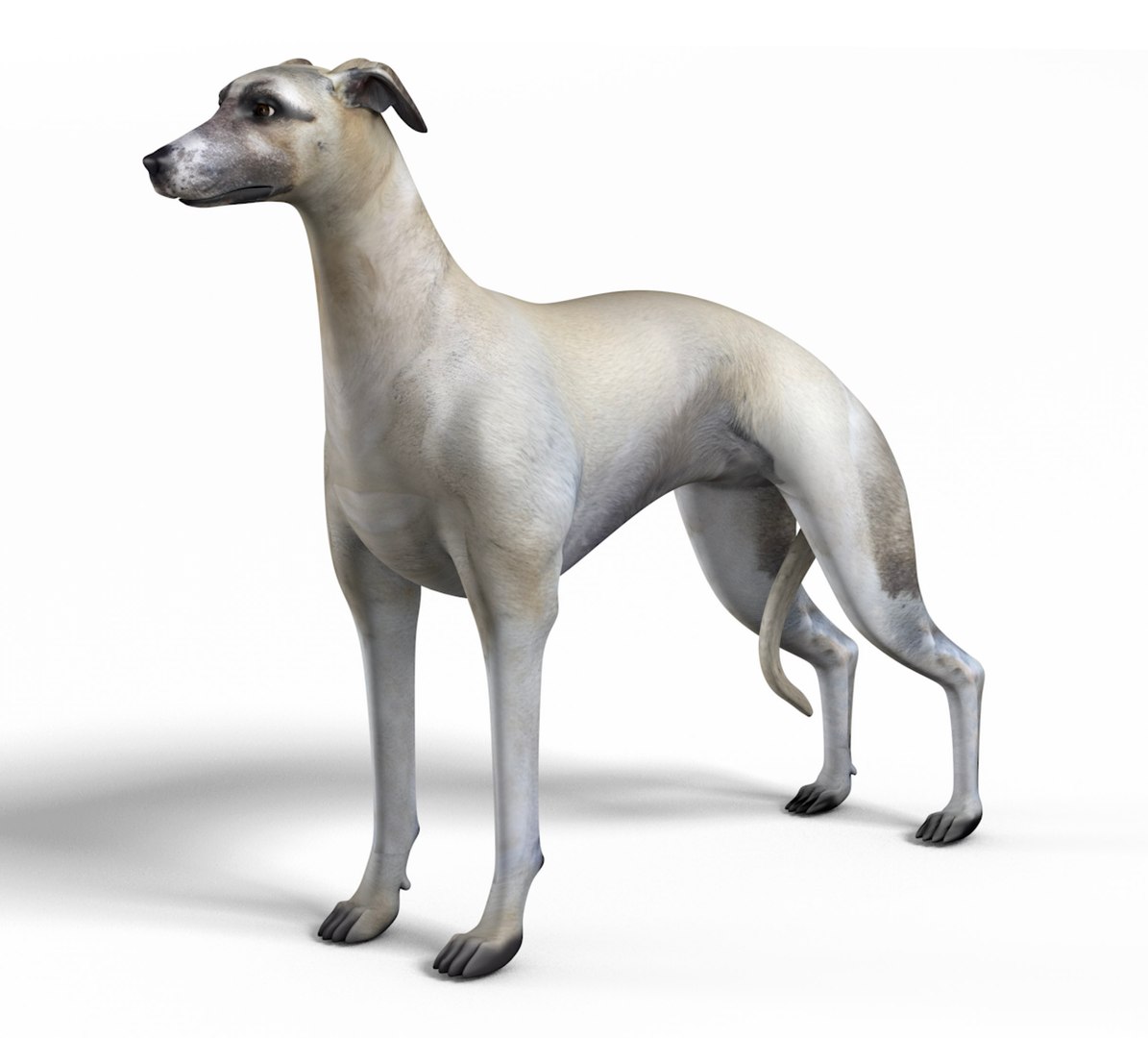 3D Rigged Whippet Dog - TurboSquid 1392235