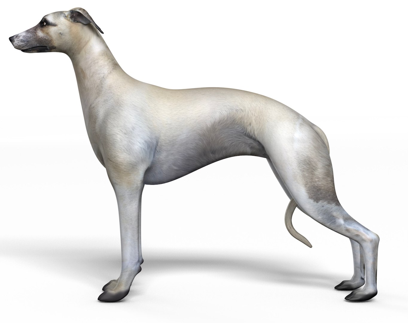 3D Rigged Whippet Dog - TurboSquid 1392235