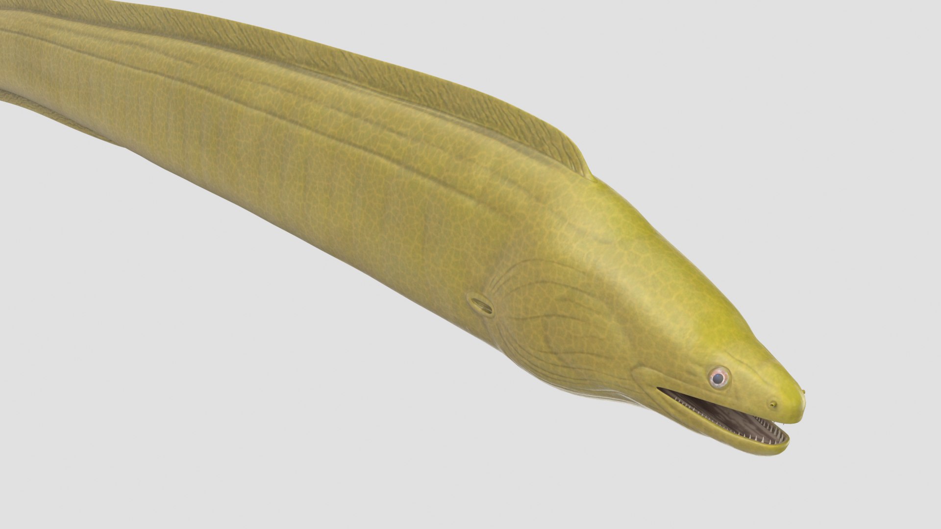 Moray Eel Model - TurboSquid 1534608