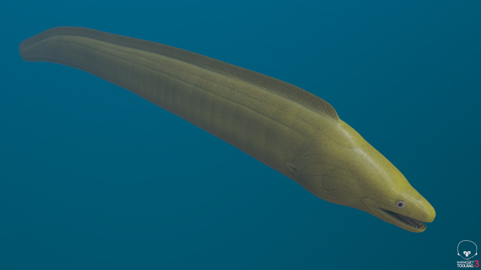 Moray Eel Model - TurboSquid 1534608