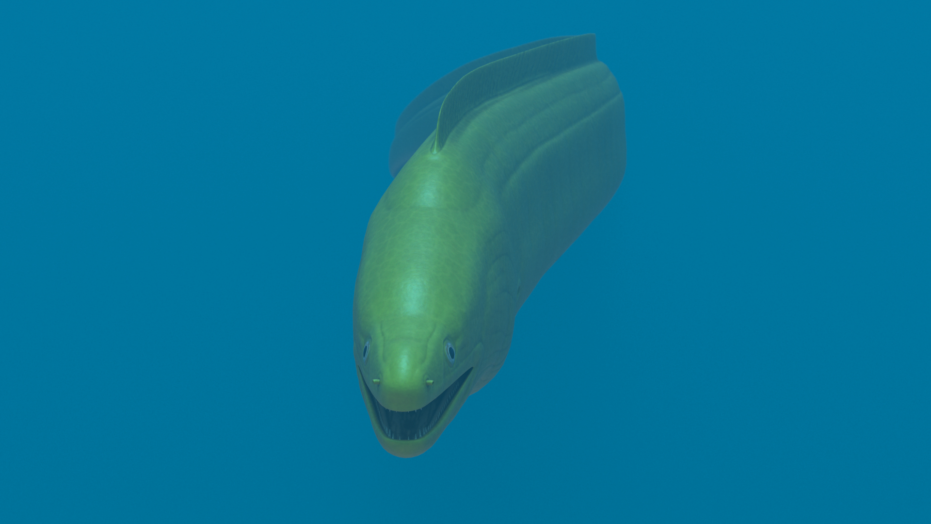 Moray Eel Model - TurboSquid 1534608