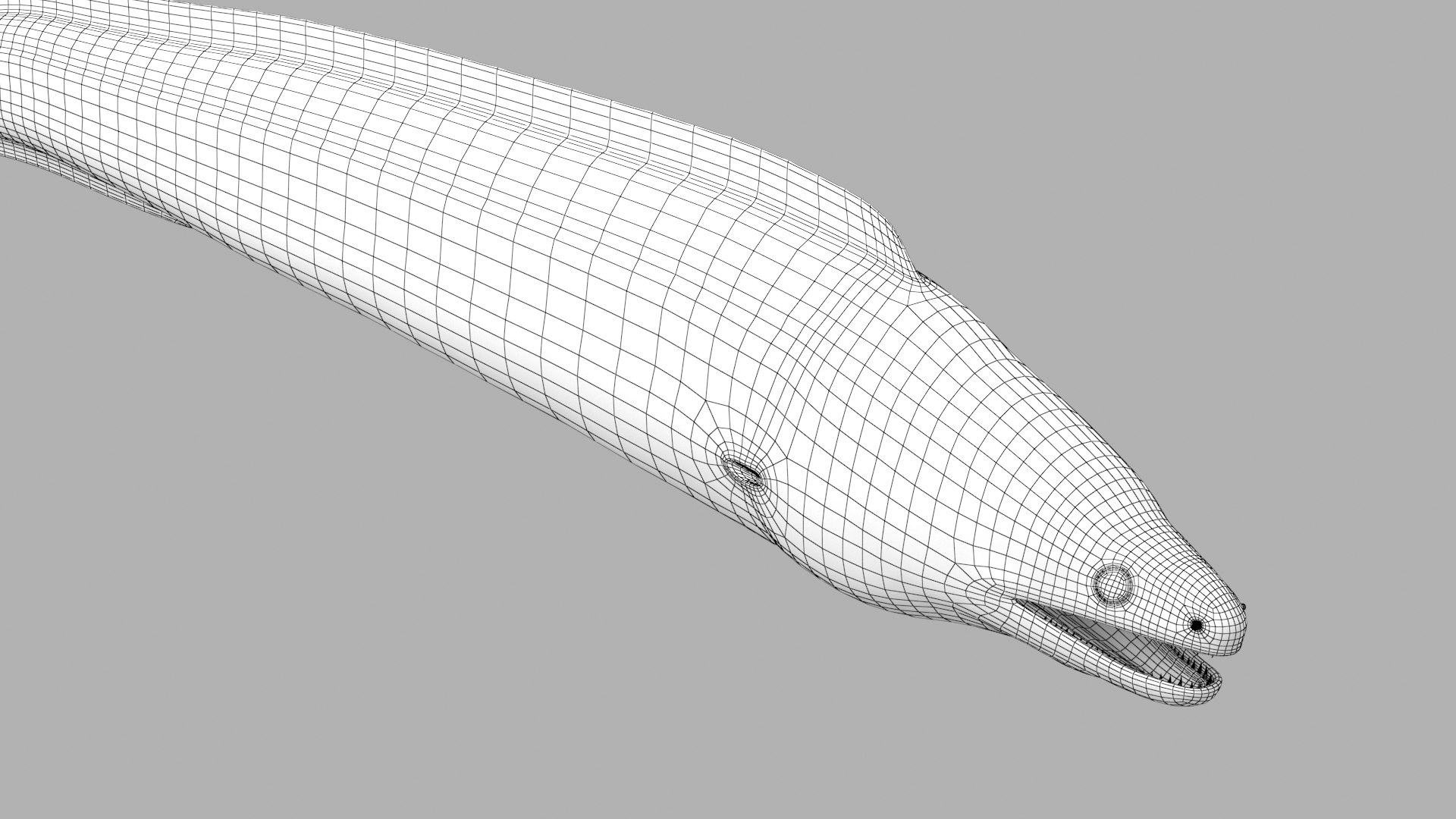 Moray Eel Model - TurboSquid 1534608