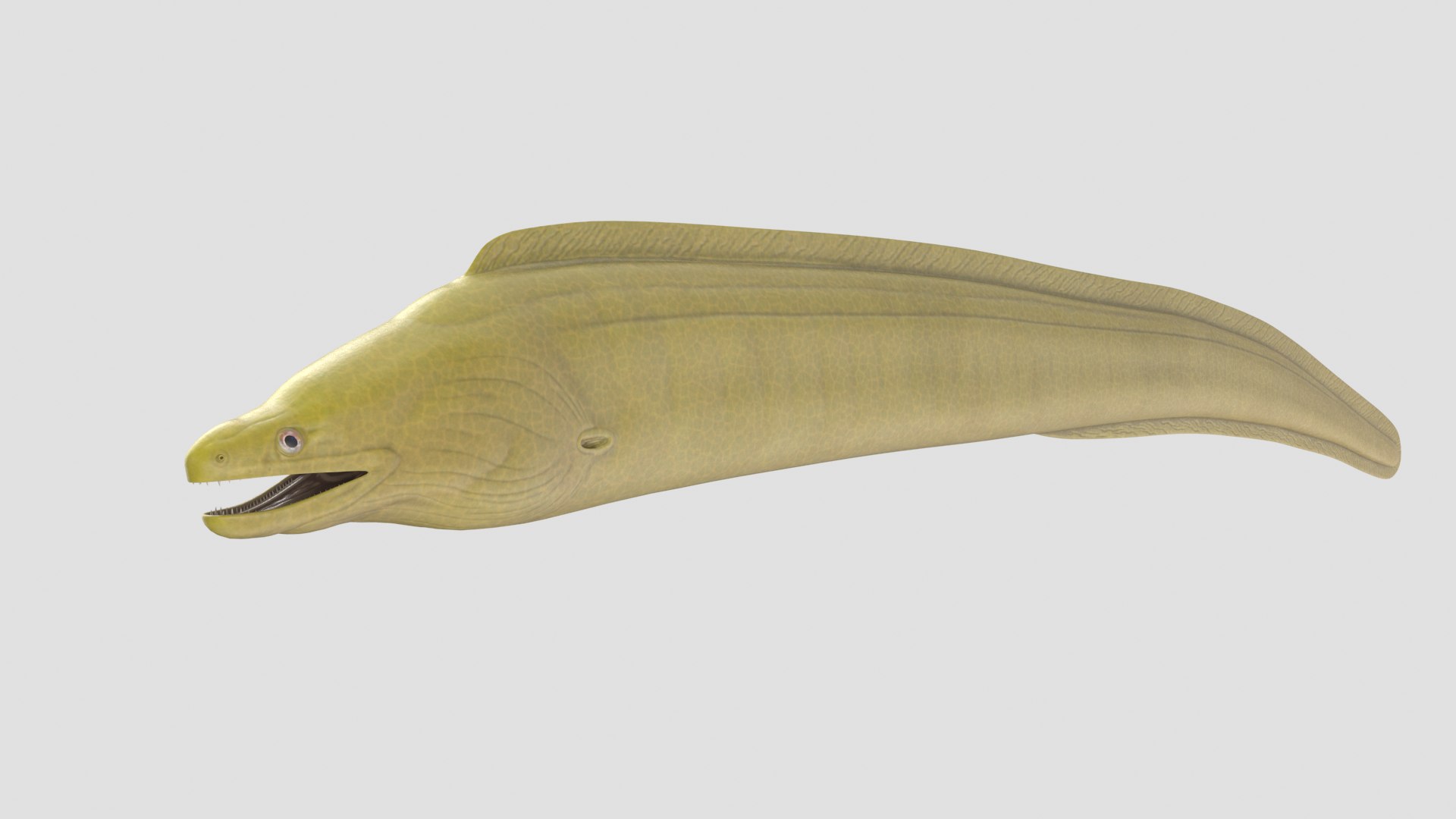 Moray Eel Model - TurboSquid 1534608