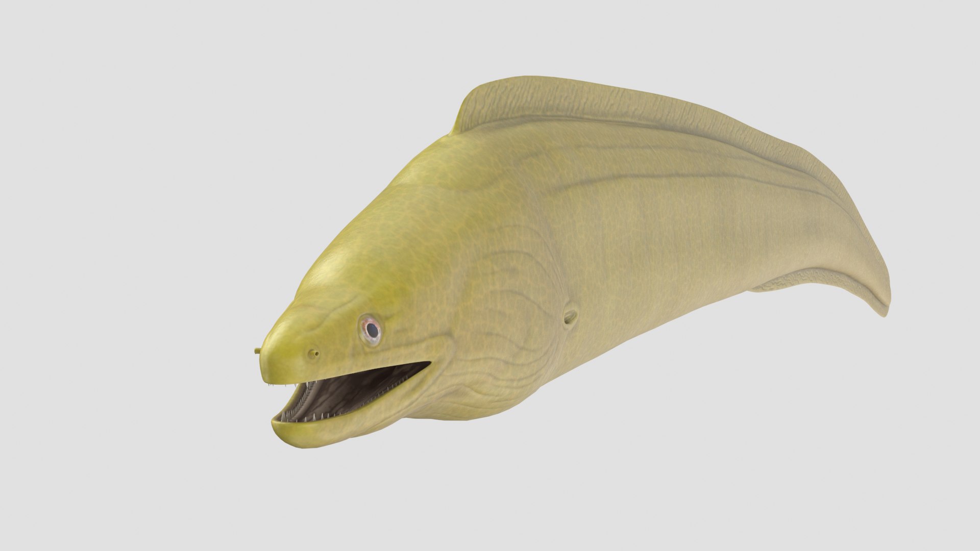 Moray Eel Model - TurboSquid 1534608