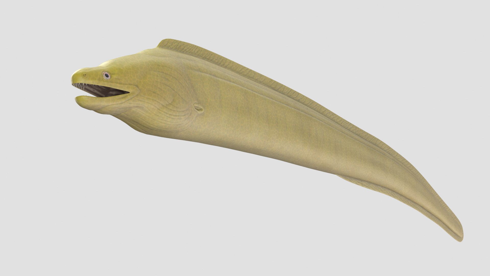 Moray Eel Model - TurboSquid 1534608