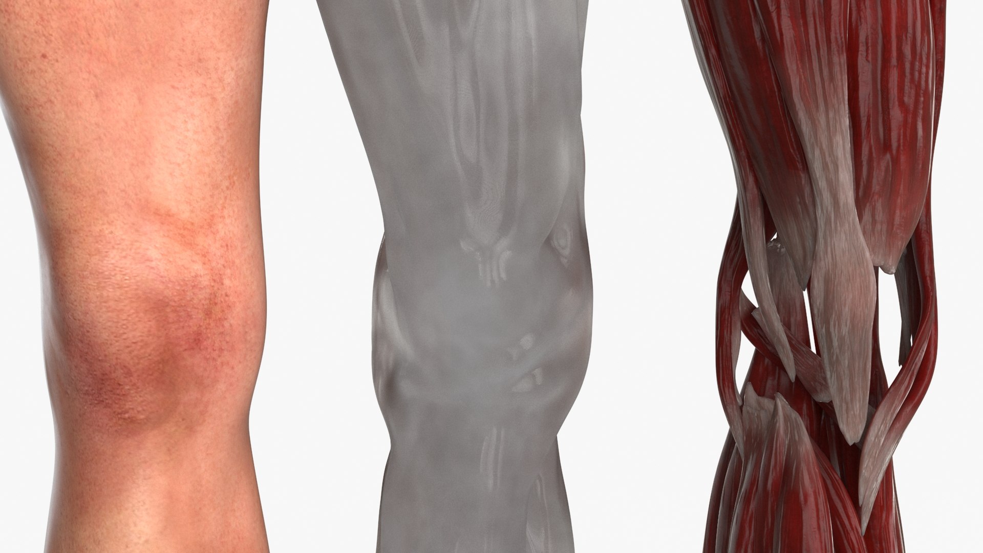 Human Knee Joint Anatomy 3D Model - TurboSquid 1956799