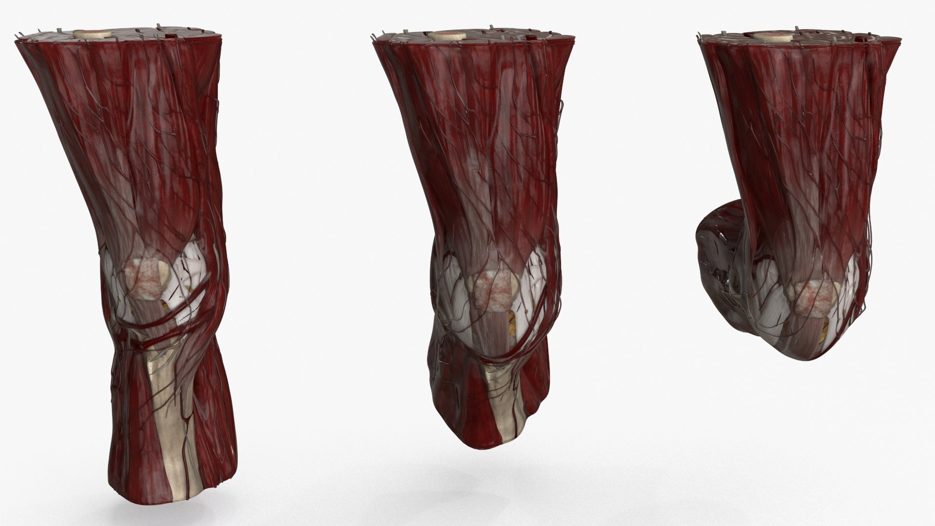 Human Knee Joint Anatomy 3D Model - TurboSquid 1956799