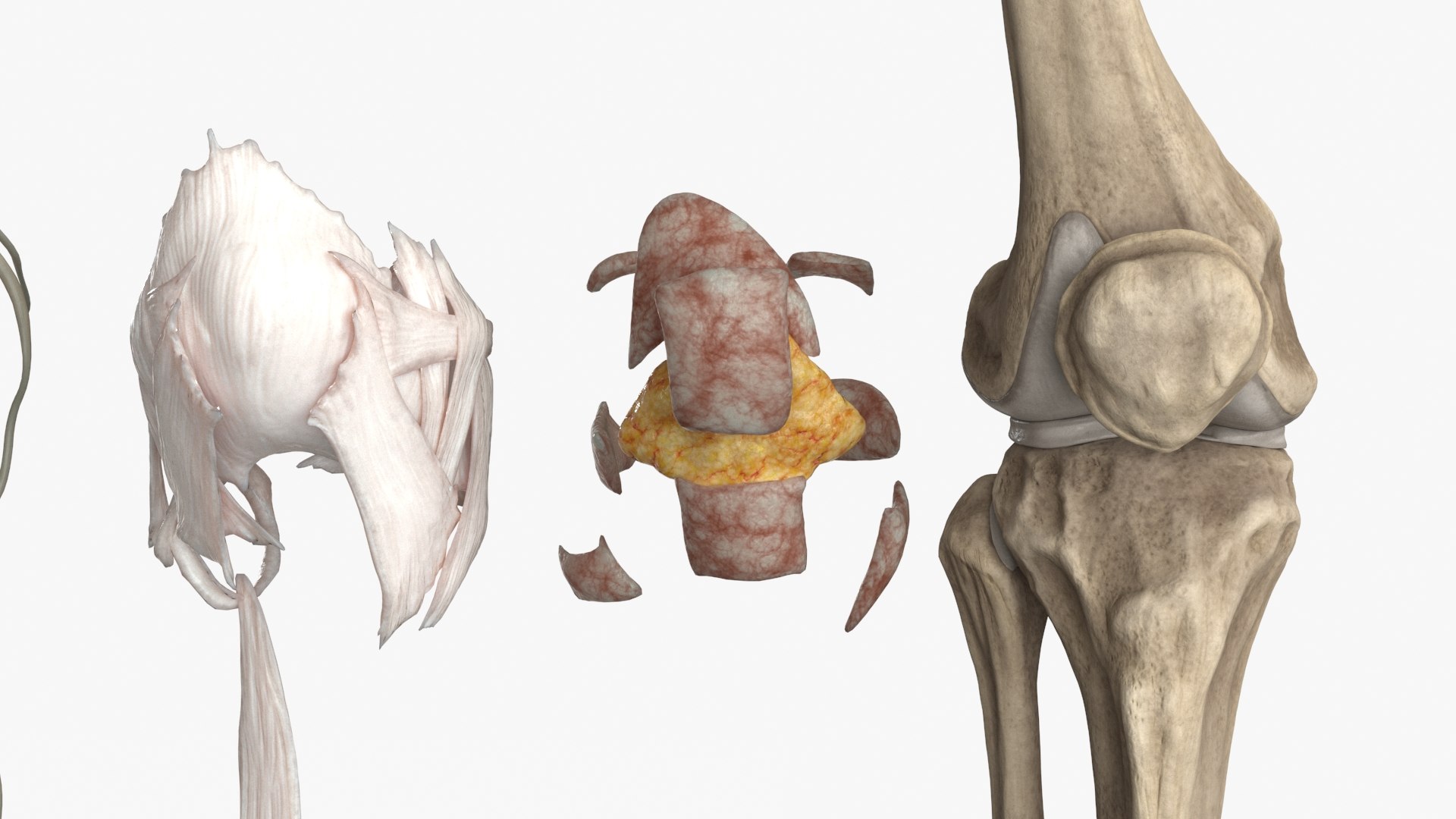 Human Knee Joint Anatomy 3D Model - TurboSquid 1956799