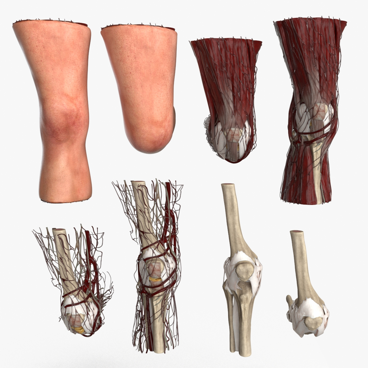 Human Knee Joint Anatomy 3D model - TurboSquid 1956799
