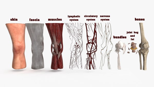 Human Knee Joint Anatomy 3D model - TurboSquid 1956799