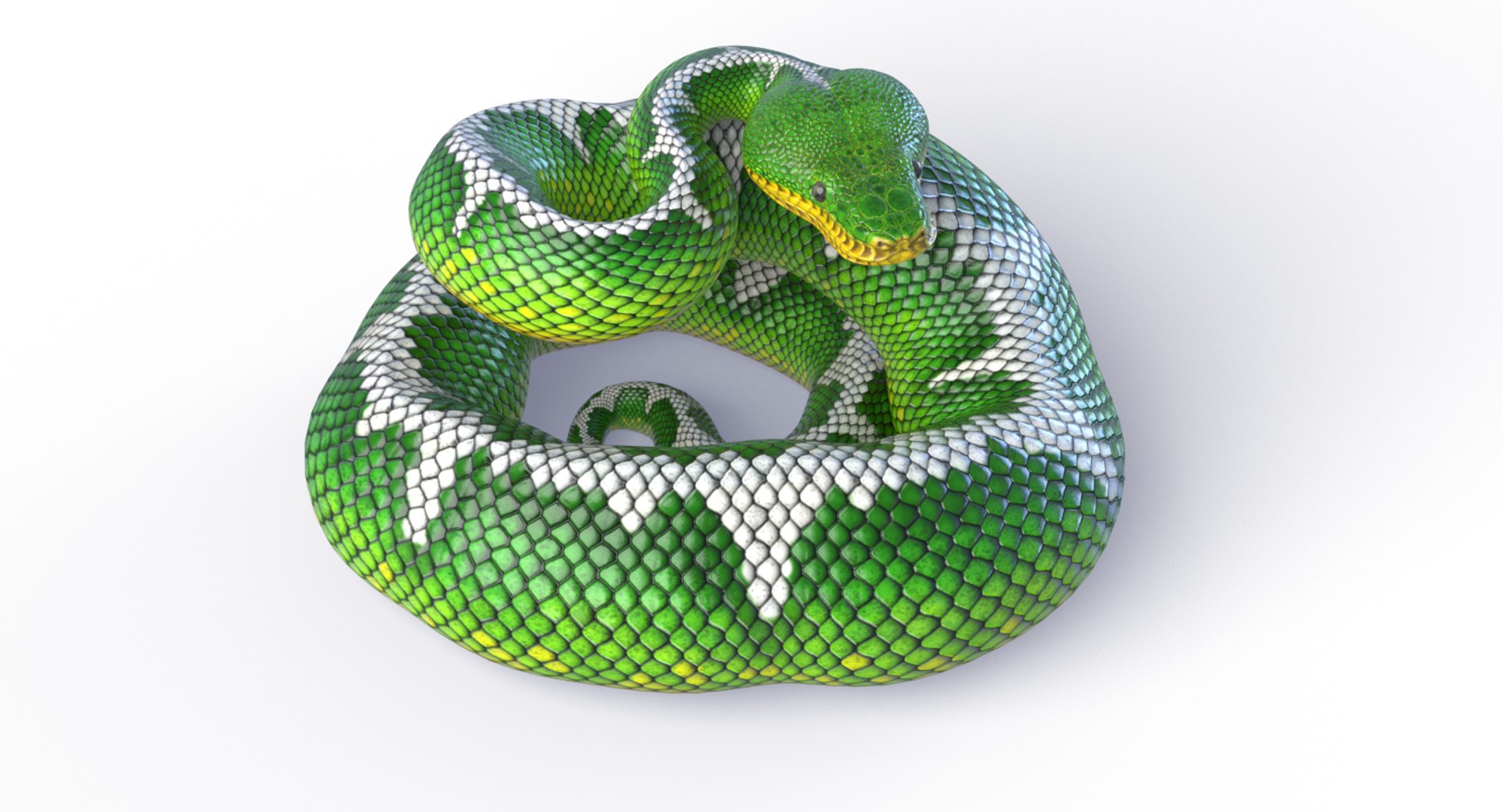 3D Emerald Tree Boa - Rigged - TurboSquid 1774510