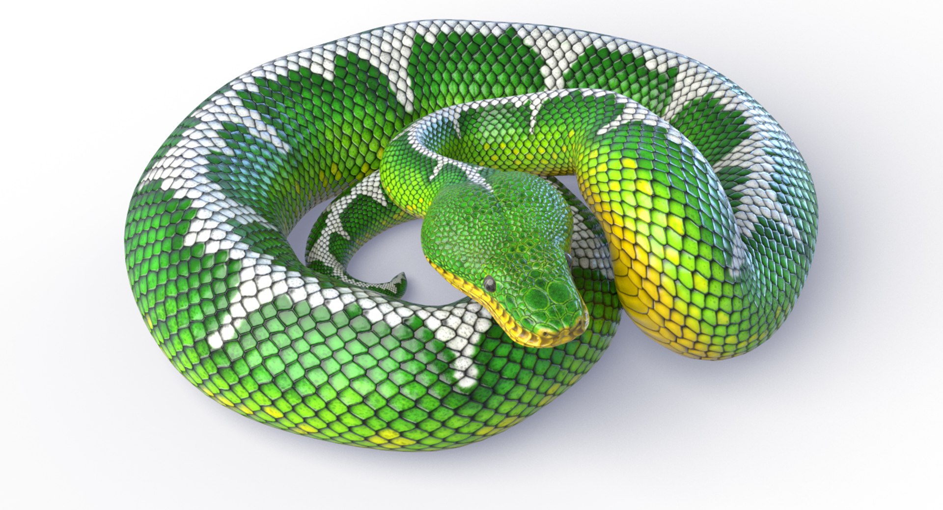 3D Emerald Tree Boa - Rigged - TurboSquid 1774510