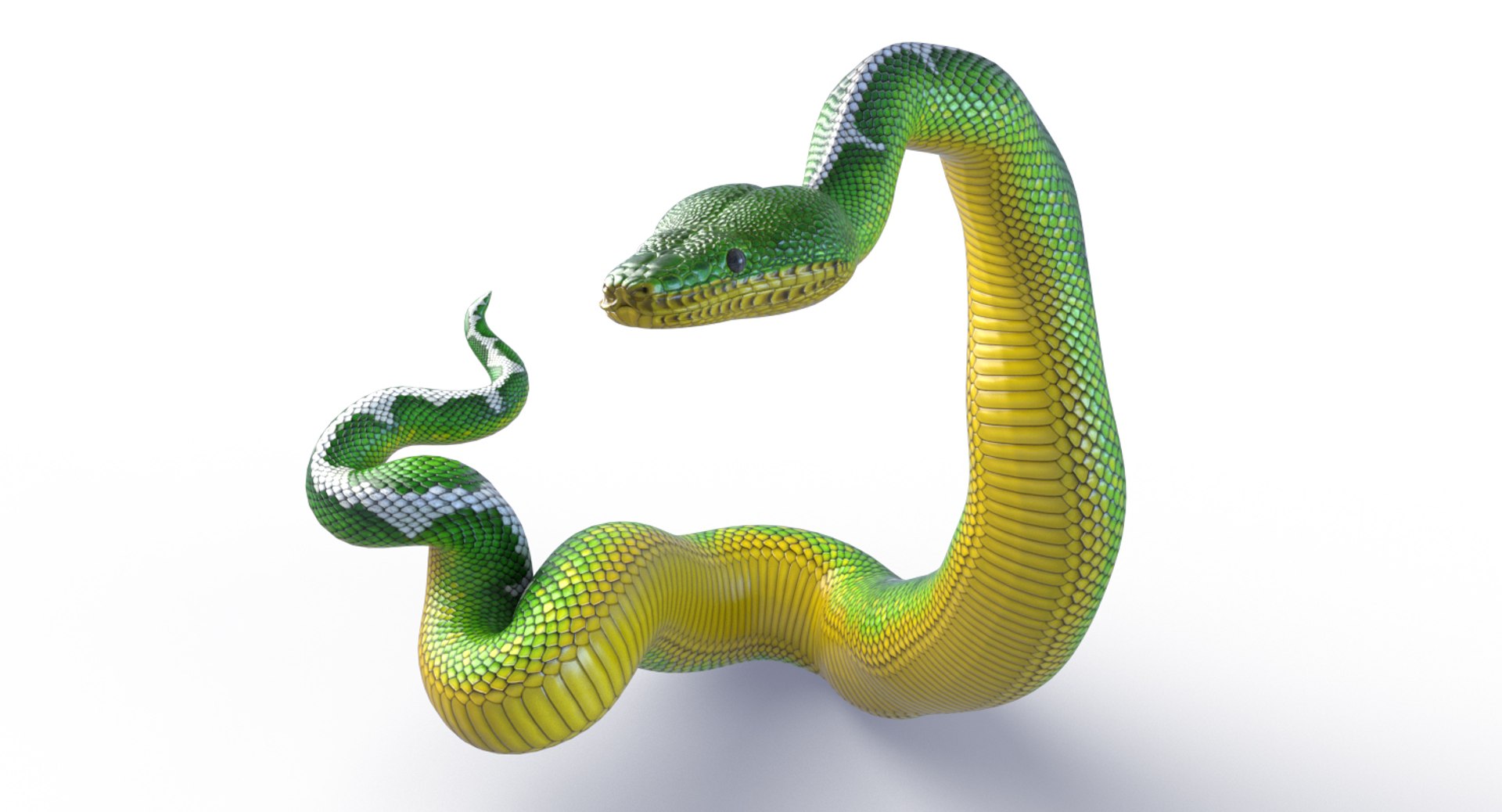 3D Emerald Tree Boa - Rigged - TurboSquid 1774510