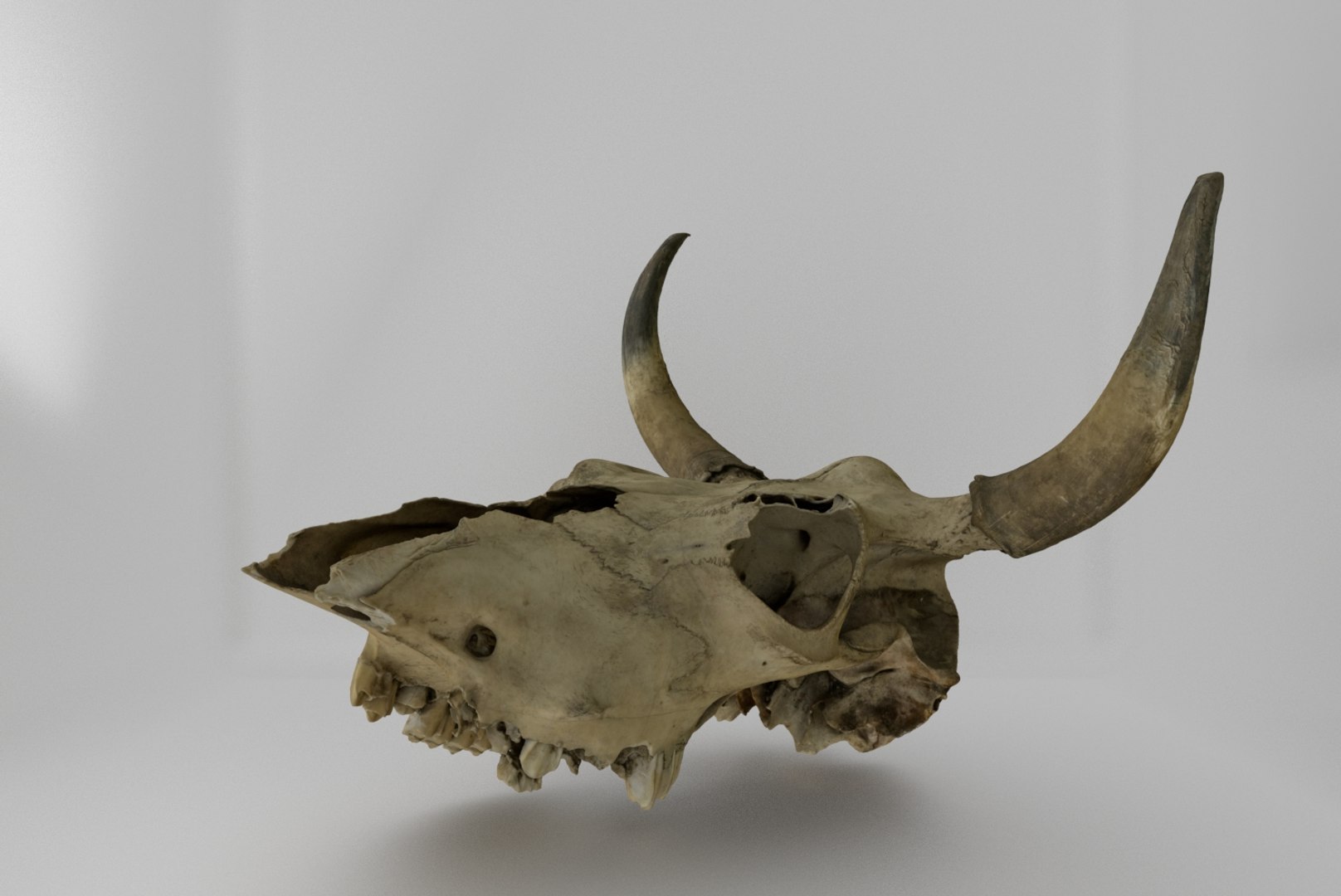Cow Skull 3D Model - TurboSquid 1400152