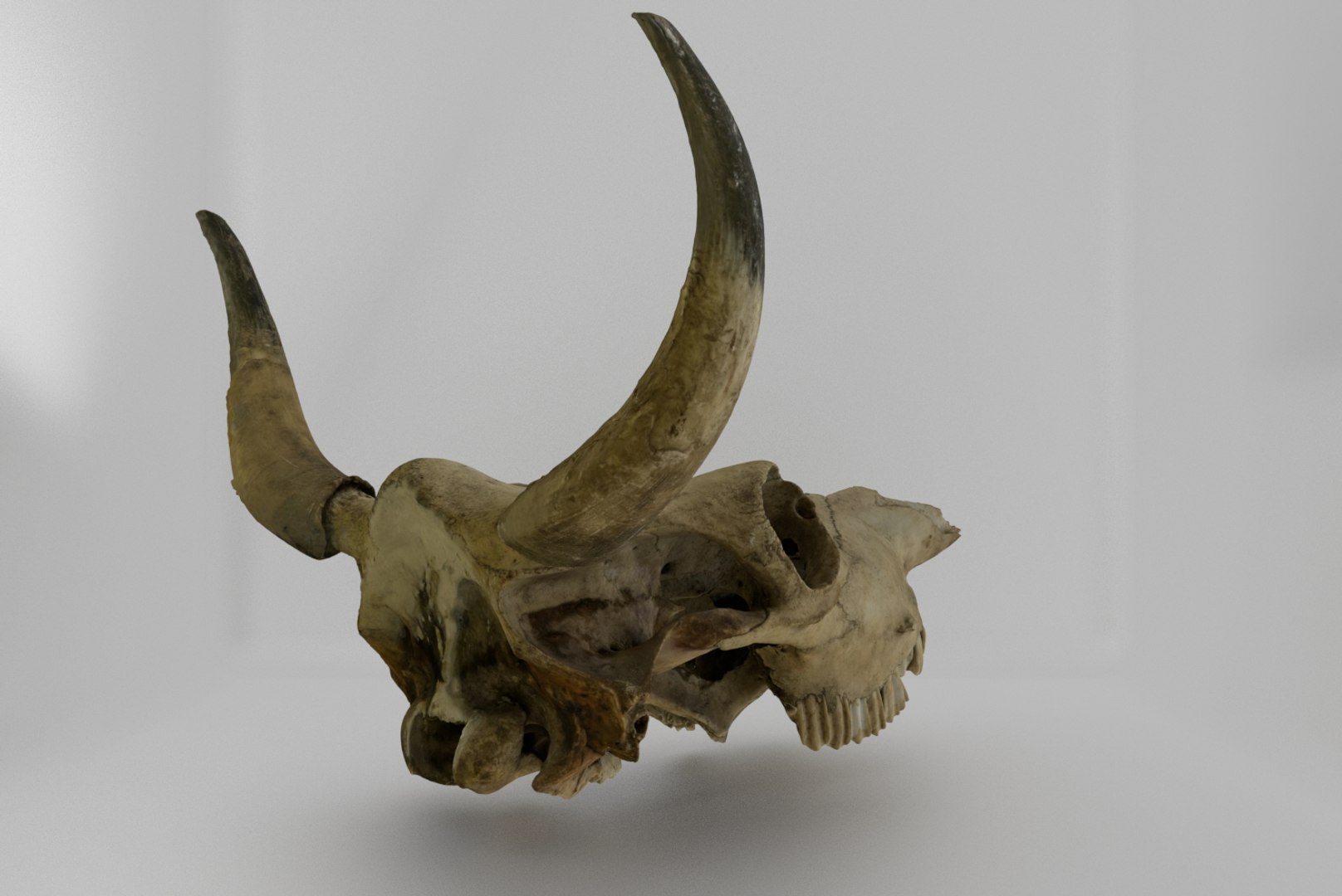Cow Skull 3D Model - TurboSquid 1400152