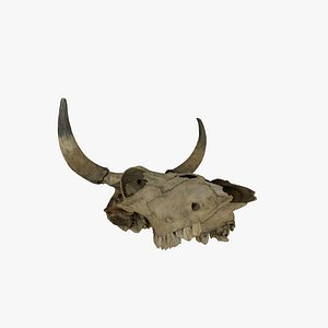 Download Free & Premium Cow Skull 3D Models | TurboSquid