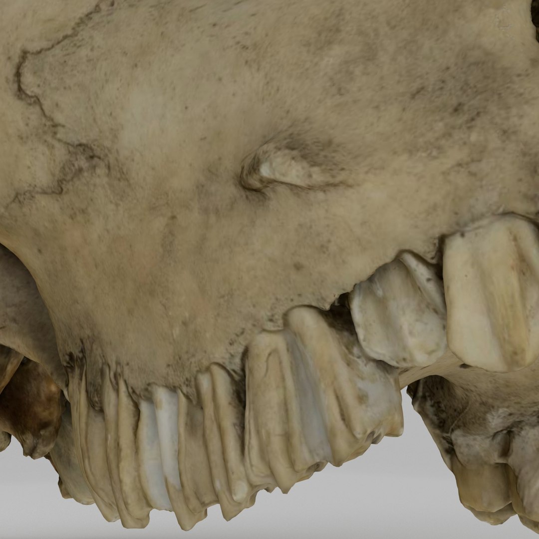 Cow Skull 3D Model - TurboSquid 1400152