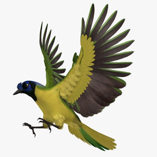 Blue Jay 3D Models for Download | TurboSquid