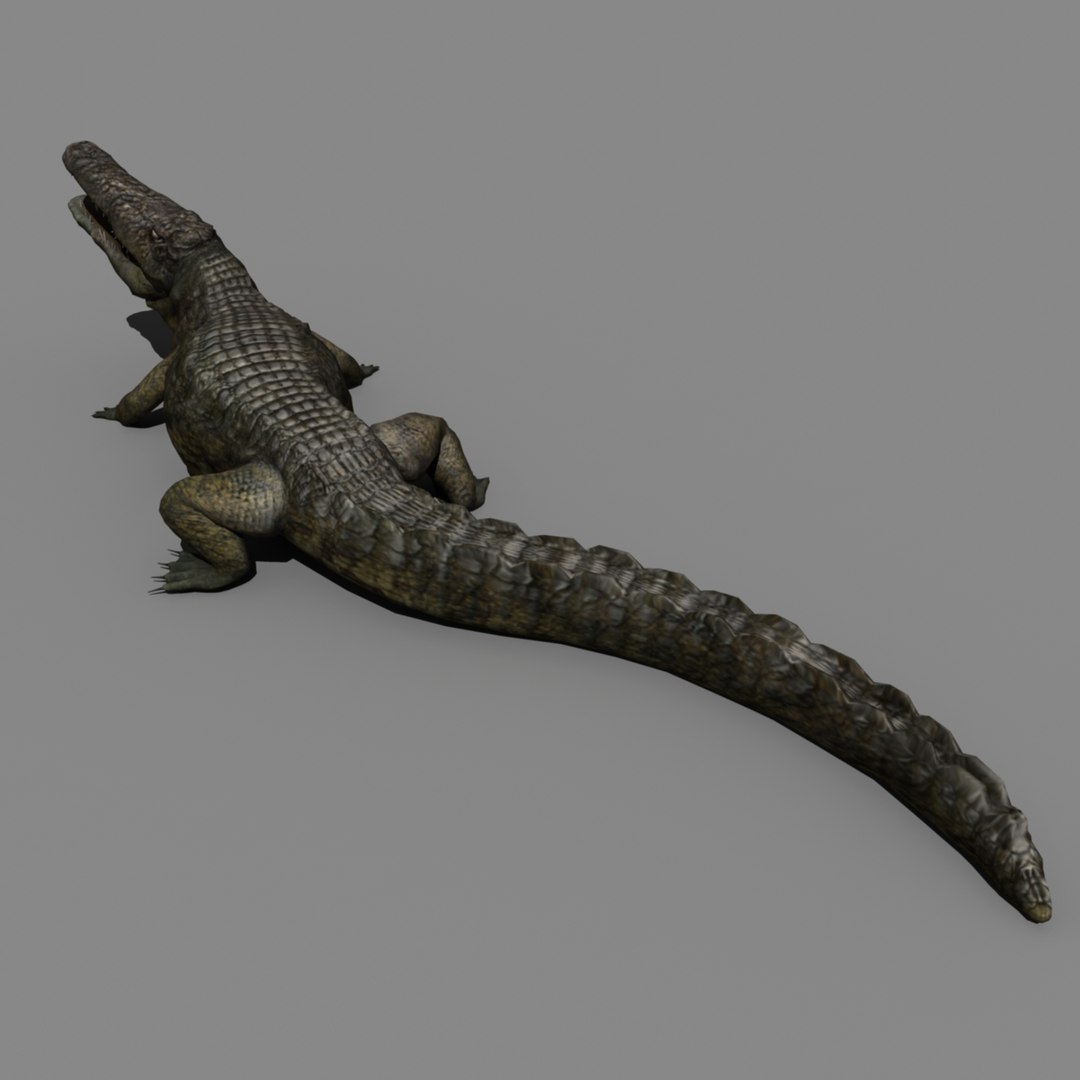 3d model realistic crocodile animations