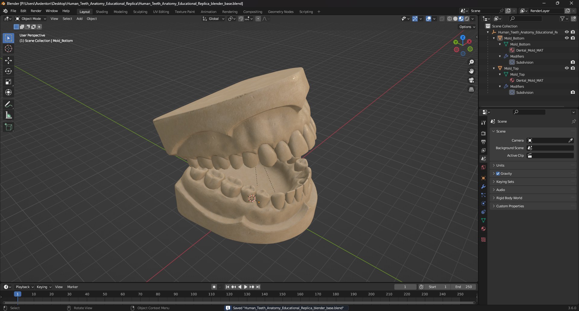 Human Teeth Anatomy Educational Replica 3D - TurboSquid 2311829