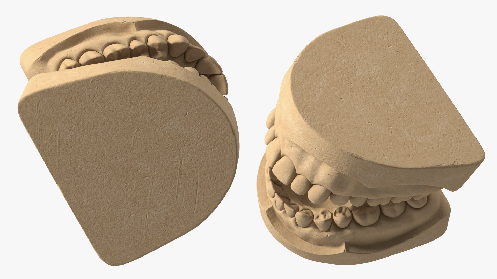 Human Teeth Anatomy Educational Replica 3D - TurboSquid 2311829