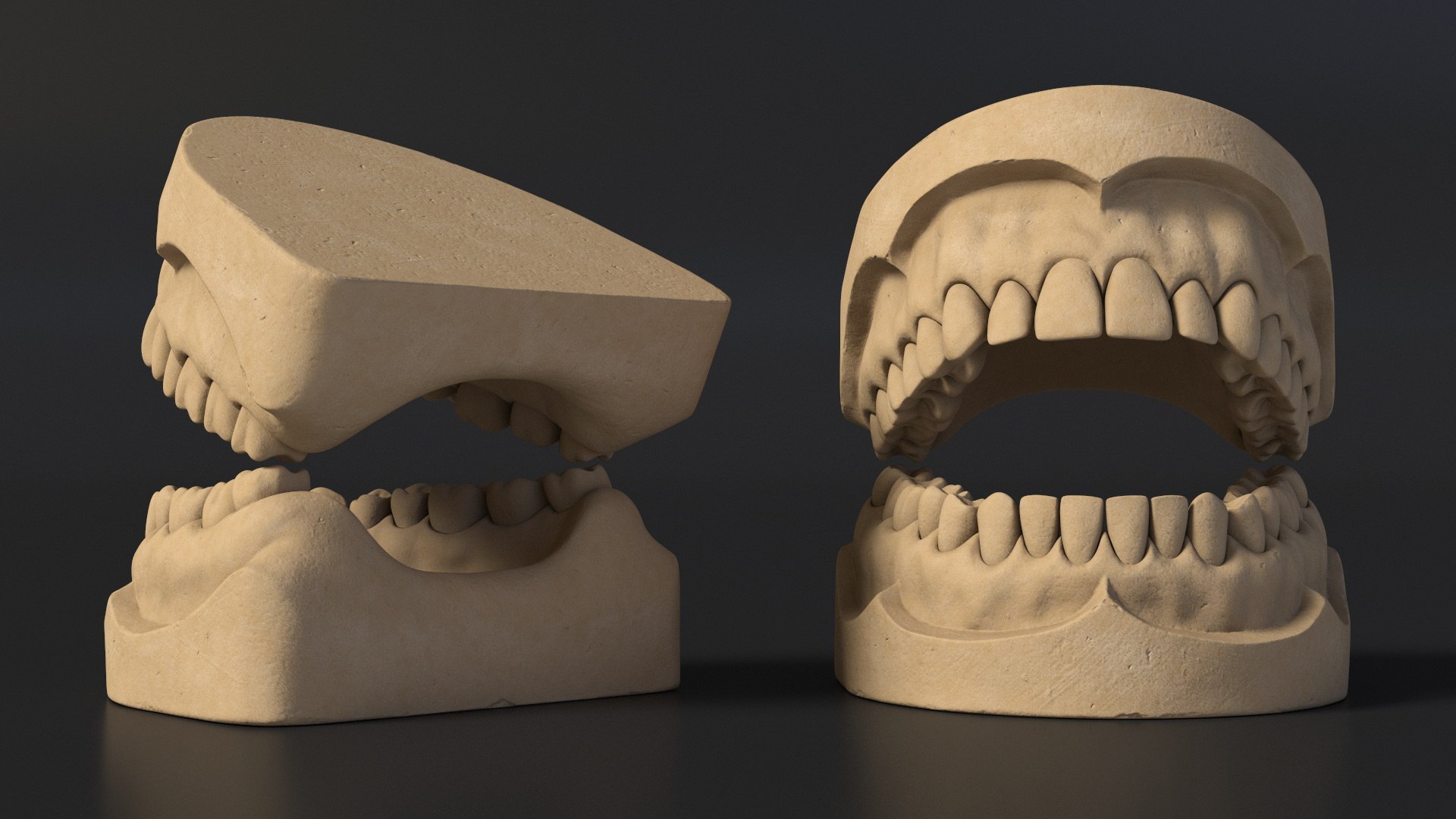 Human Teeth Anatomy Educational Replica 3D - TurboSquid 2311829