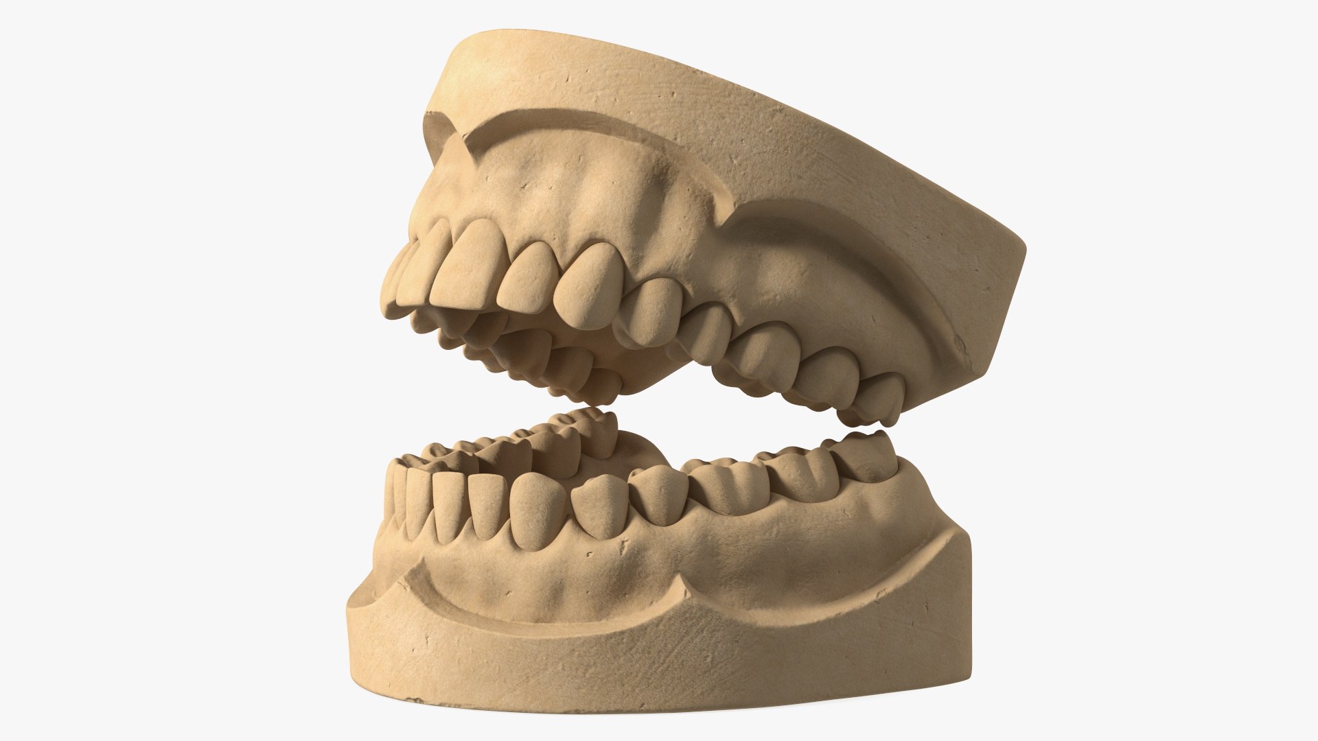 Human Teeth Anatomy Educational Replica 3D - TurboSquid 2311829