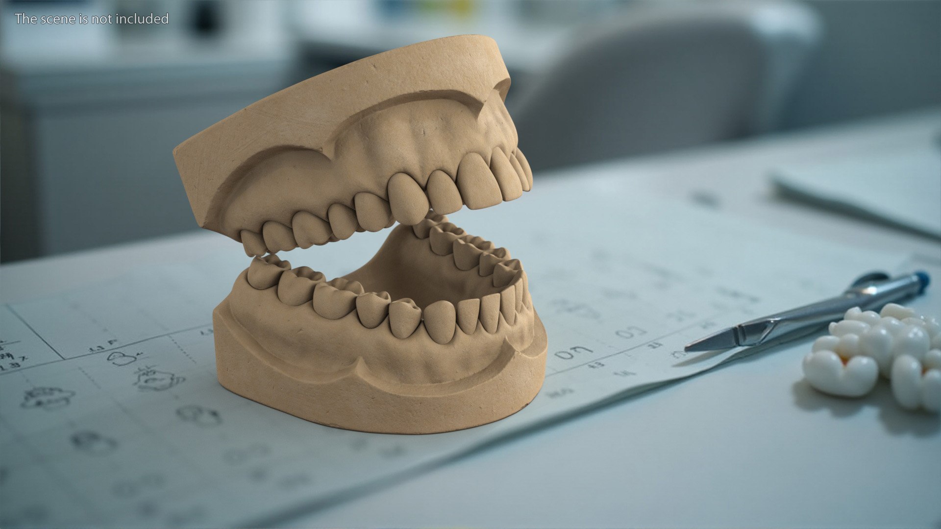 Human Teeth Anatomy Educational Replica 3D - TurboSquid 2311829