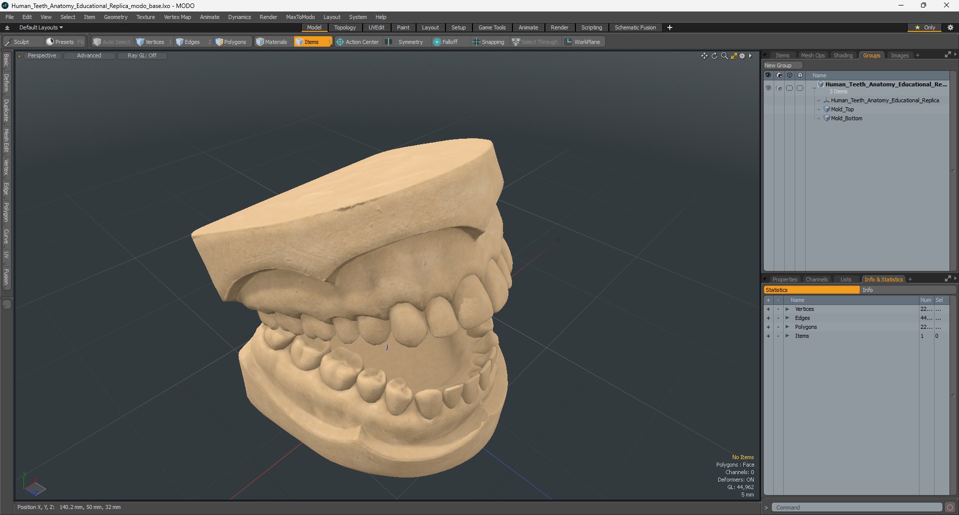 Human Teeth Anatomy Educational Replica 3D - TurboSquid 2311829