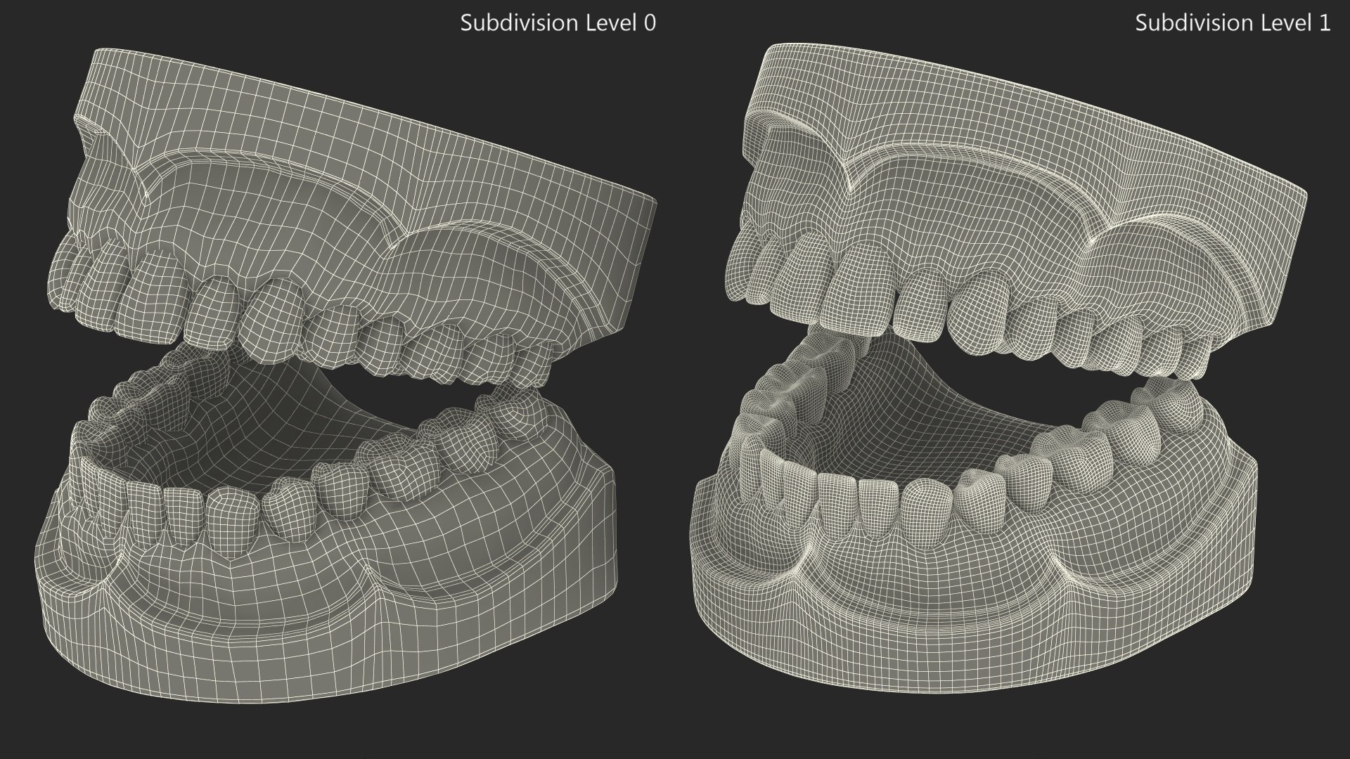 Human Teeth Anatomy Educational Replica 3D - TurboSquid 2311829