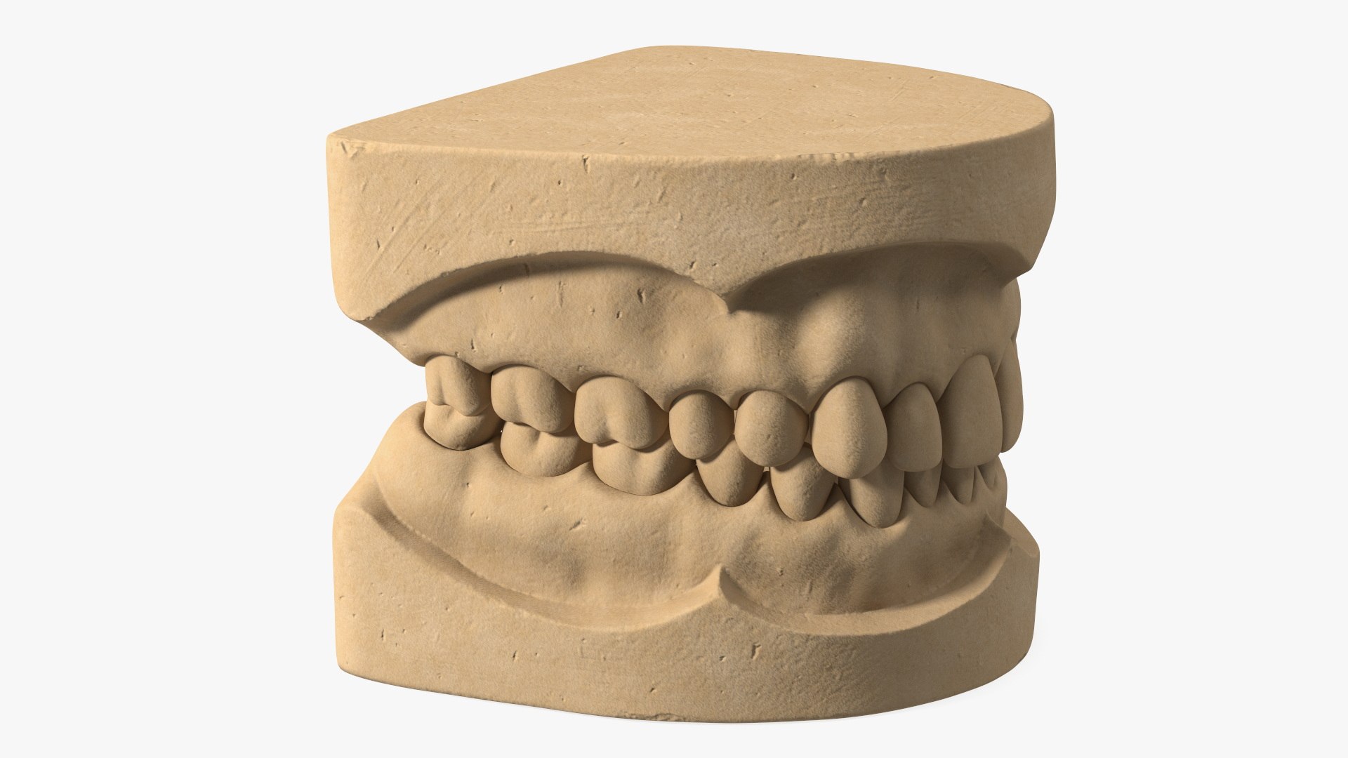 Human Teeth Anatomy Educational Replica 3D - TurboSquid 2311829