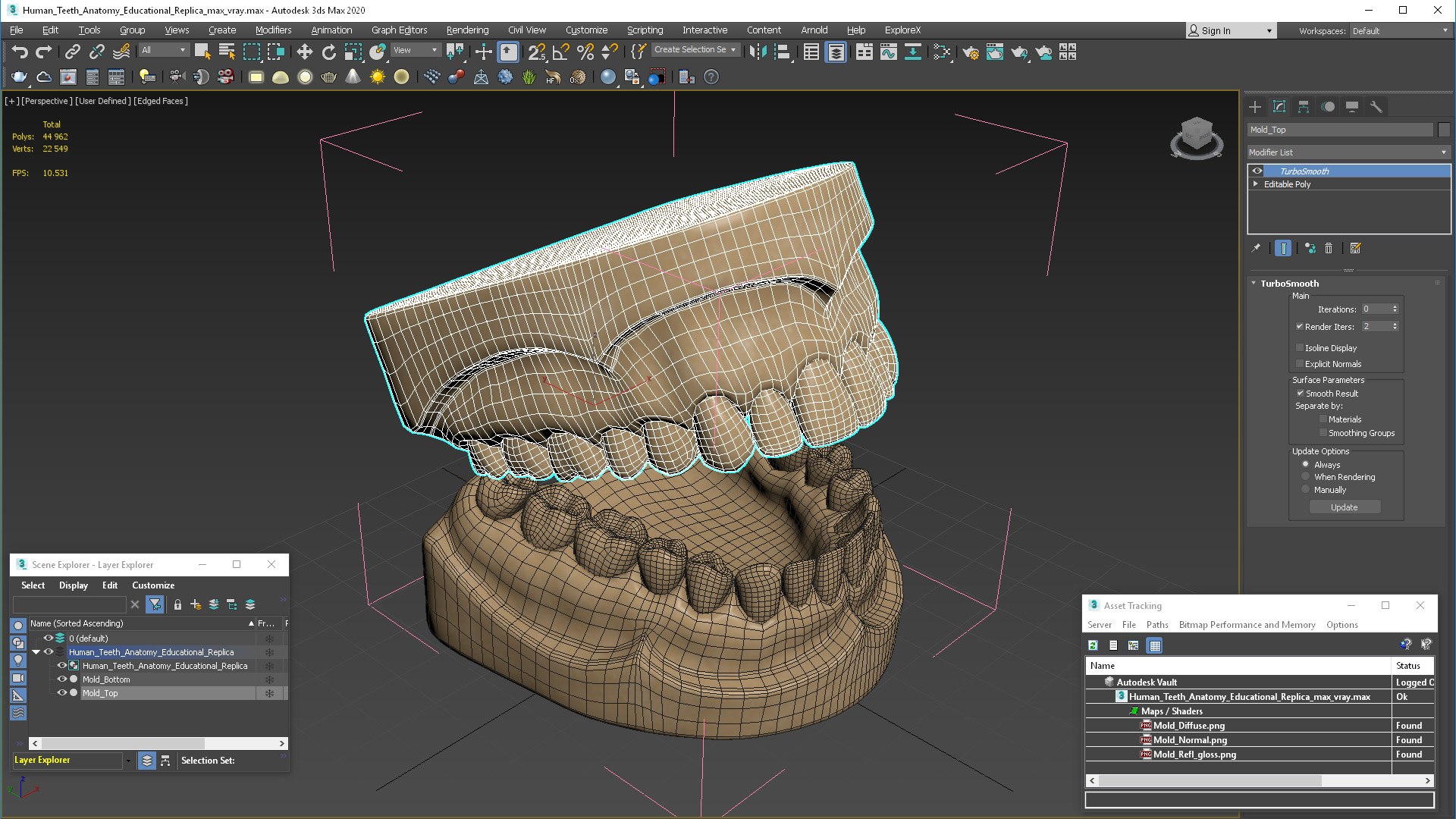 Human Teeth Anatomy Educational Replica 3D - TurboSquid 2311829