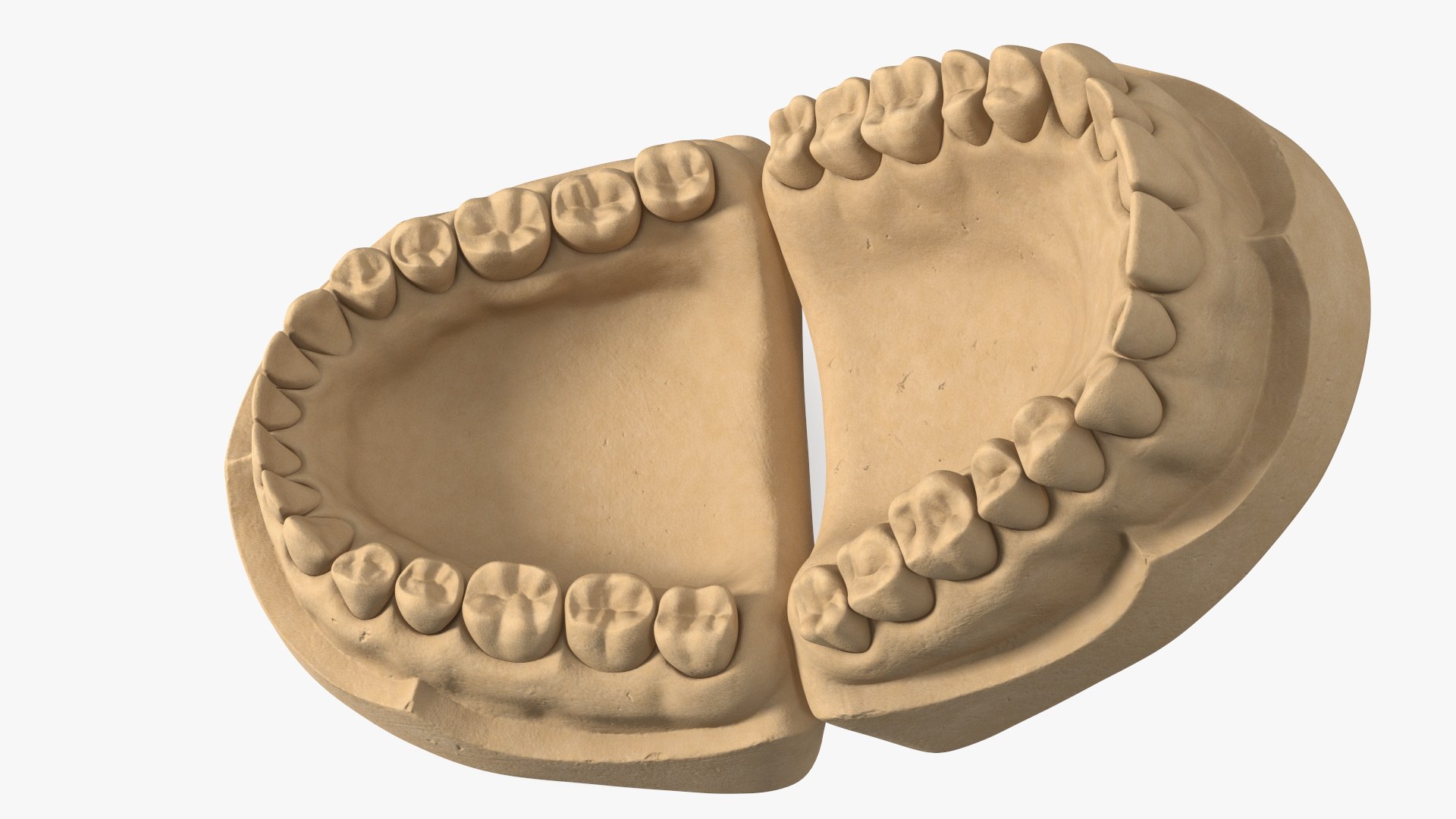 Human Teeth Anatomy Educational Replica 3D - TurboSquid 2311829
