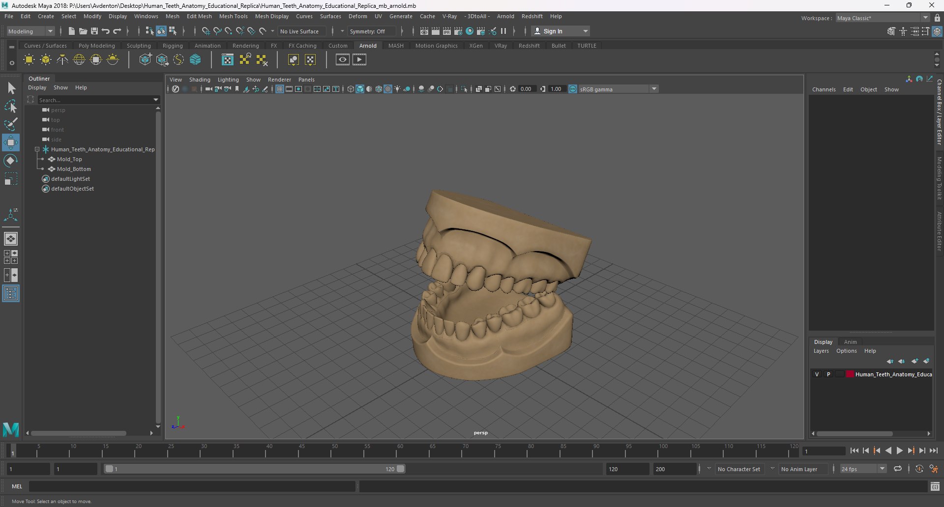 Human Teeth Anatomy Educational Replica 3D - TurboSquid 2311829