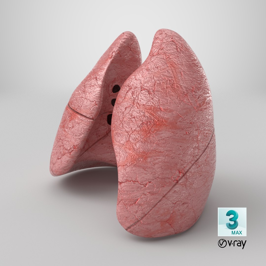 3D Lungs Model - TurboSquid 2508727