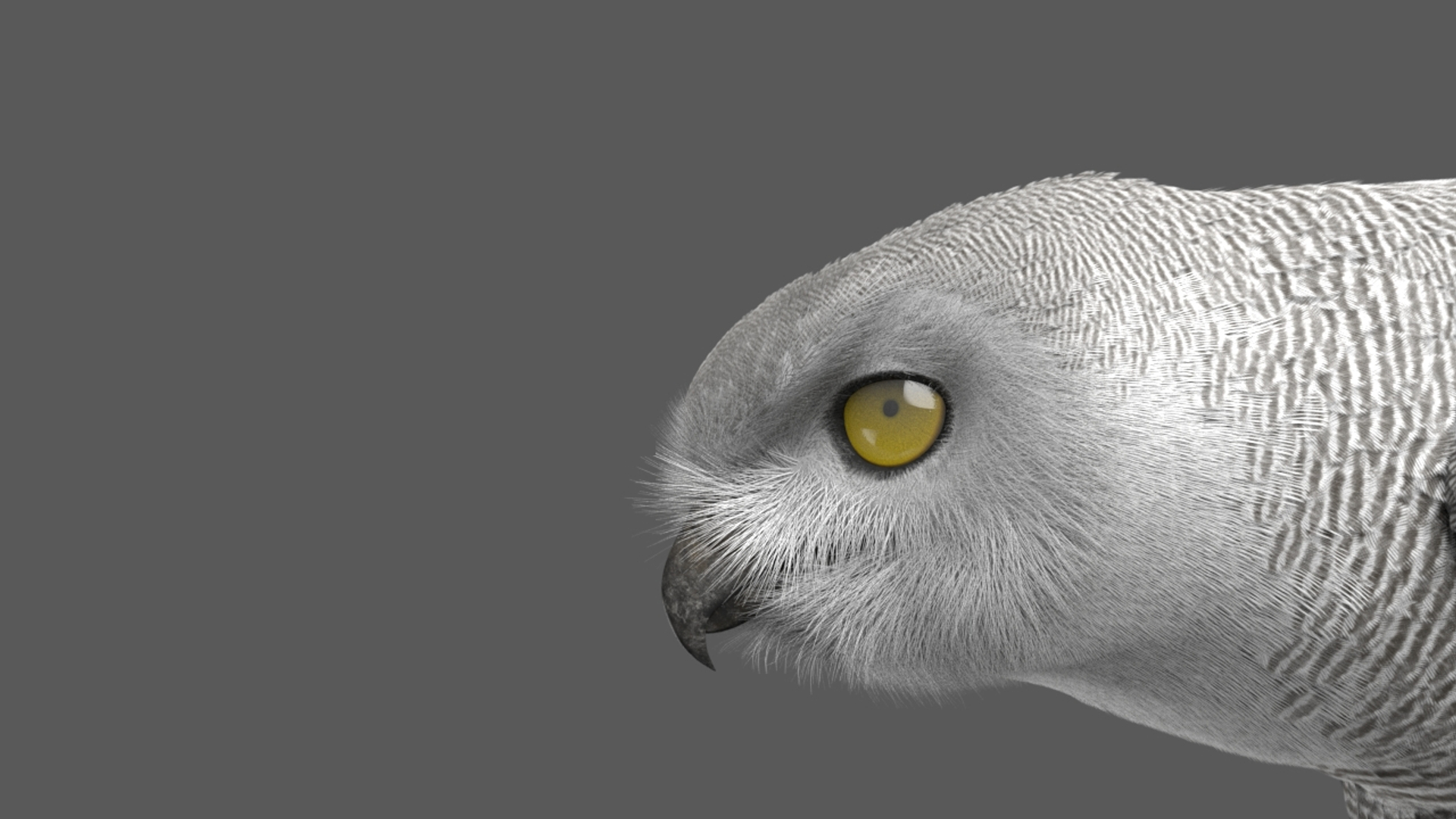 3D Rigged Snowy Owl Model - TurboSquid 1482683
